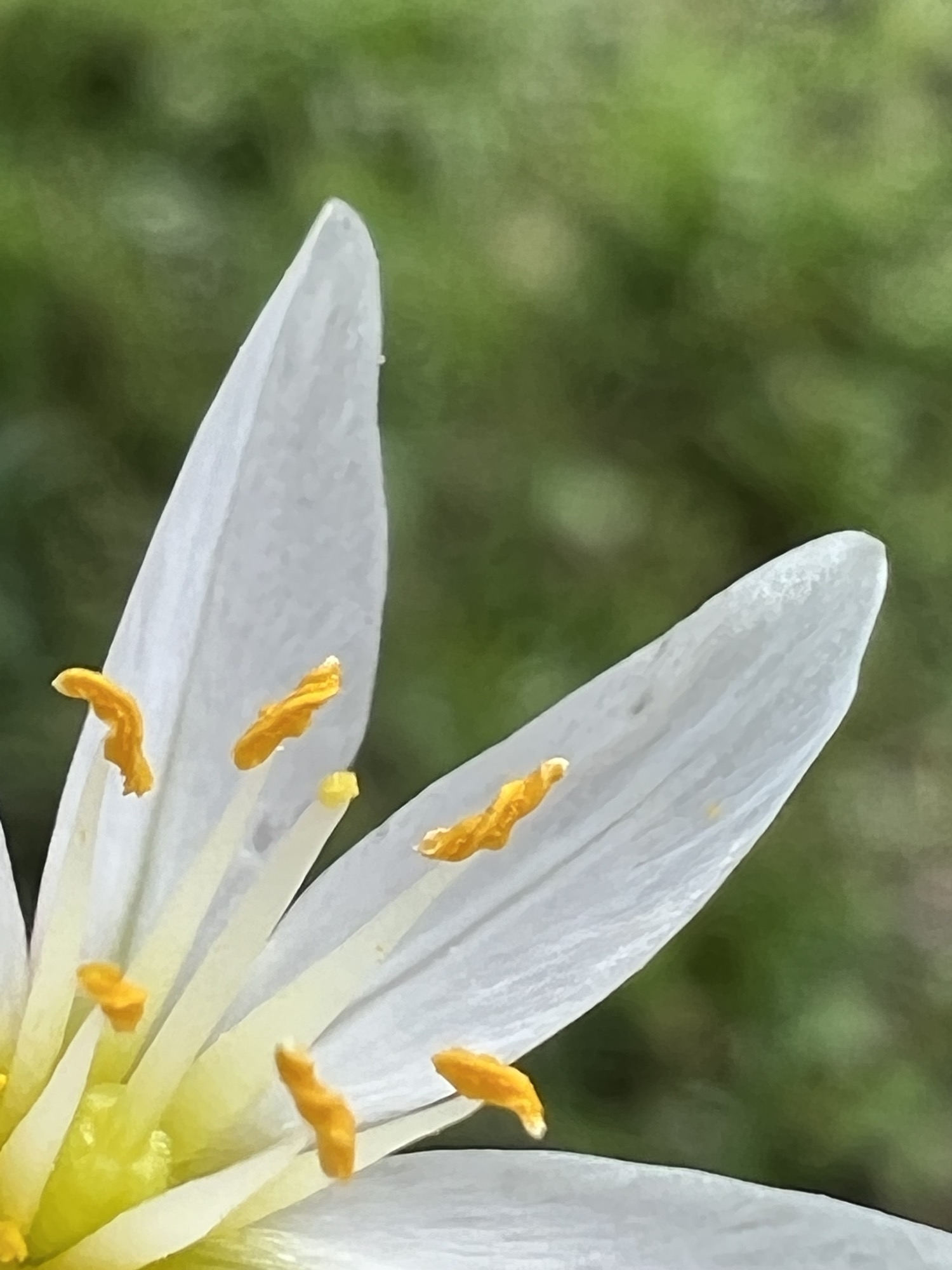 The Wonder of a Wildflower | Scrolller