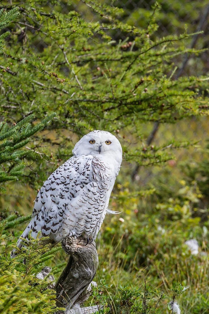 Snowy owl | Scrolller
