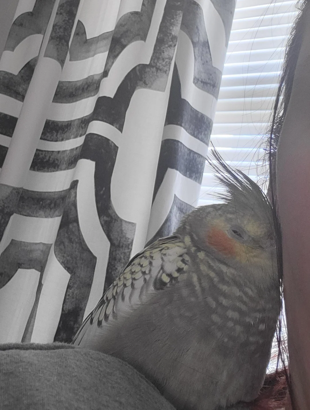 Snuggle birb | Scrolller