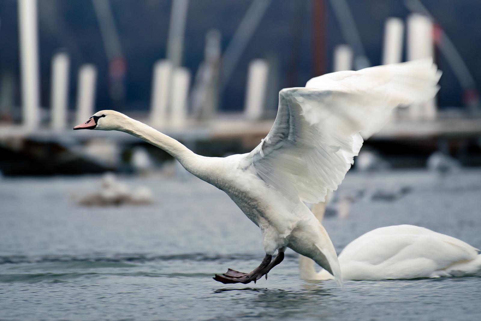 ~~~approaching swan noises~~~ | Scrolller