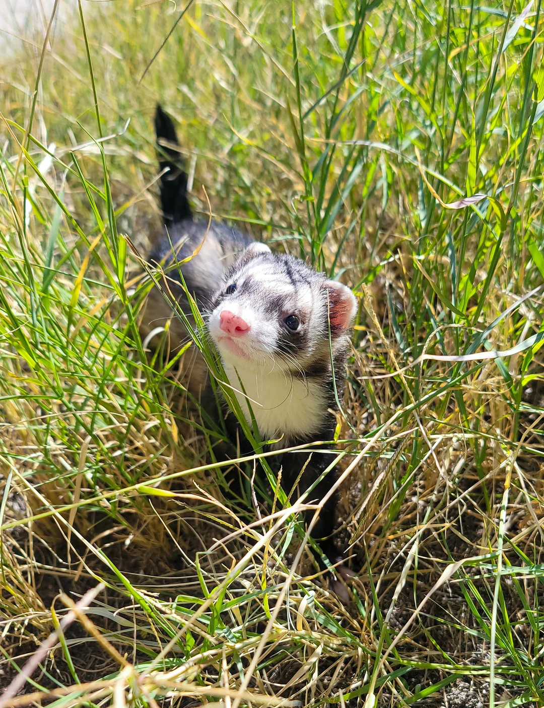 Archie loves the grass. | Scrolller
