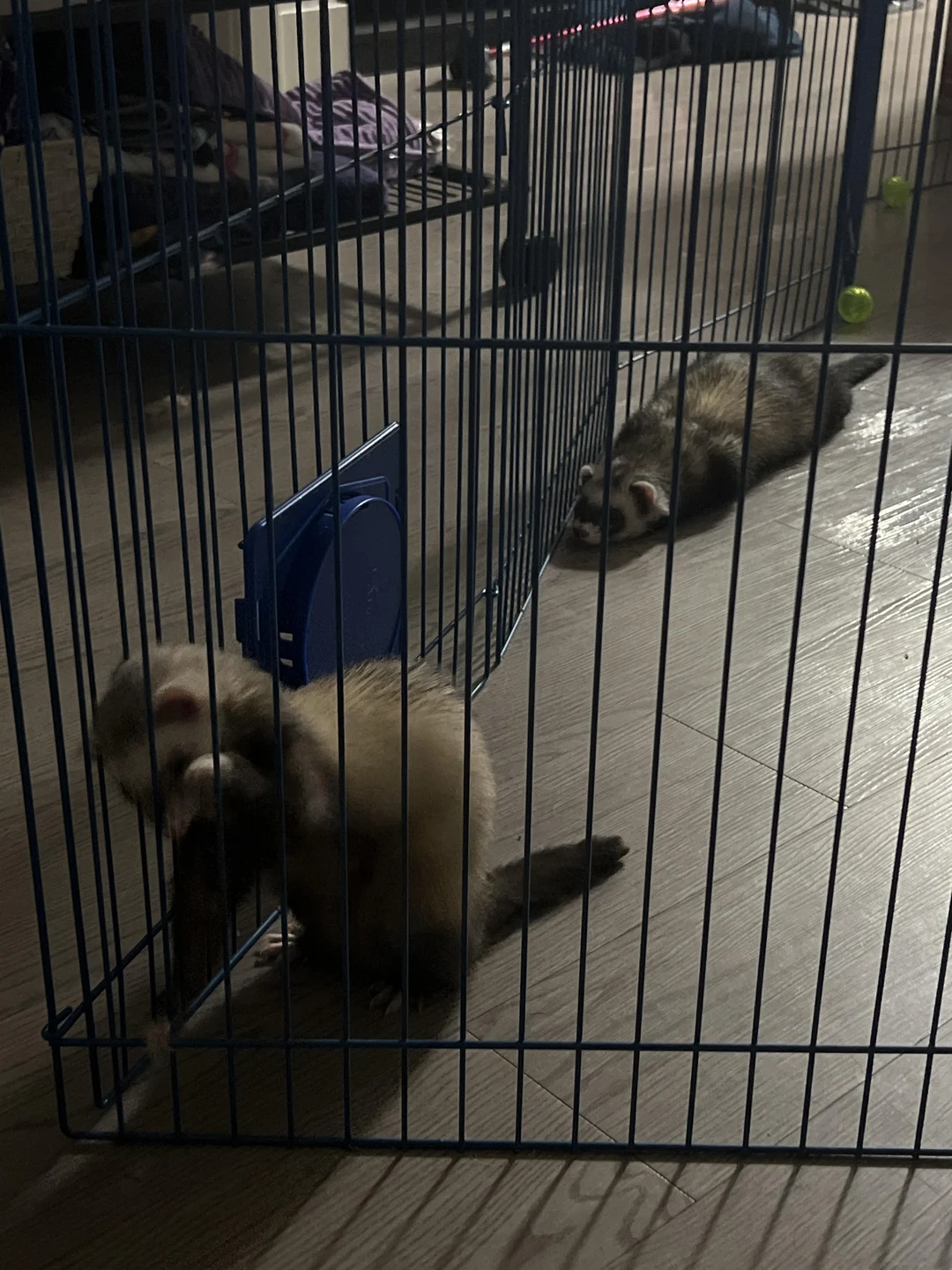 Help! Extremely chewy ferret. | Scrolller