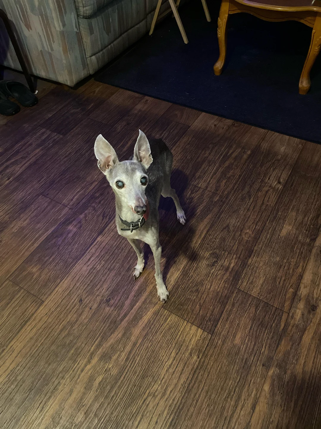 Bud, my 16 year old Italian Greyhound. | Scrolller