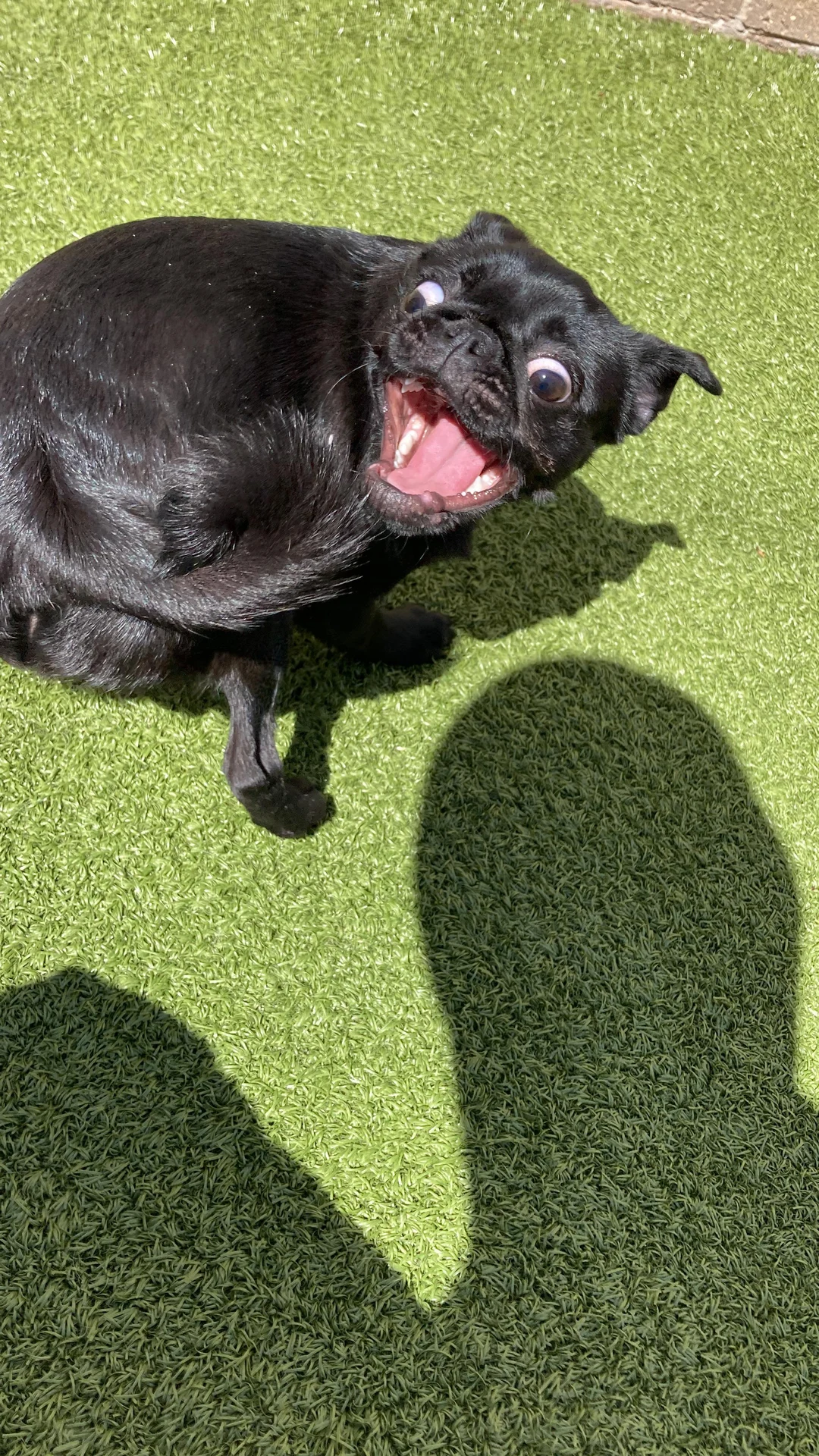 That’s your tail… | Scrolller