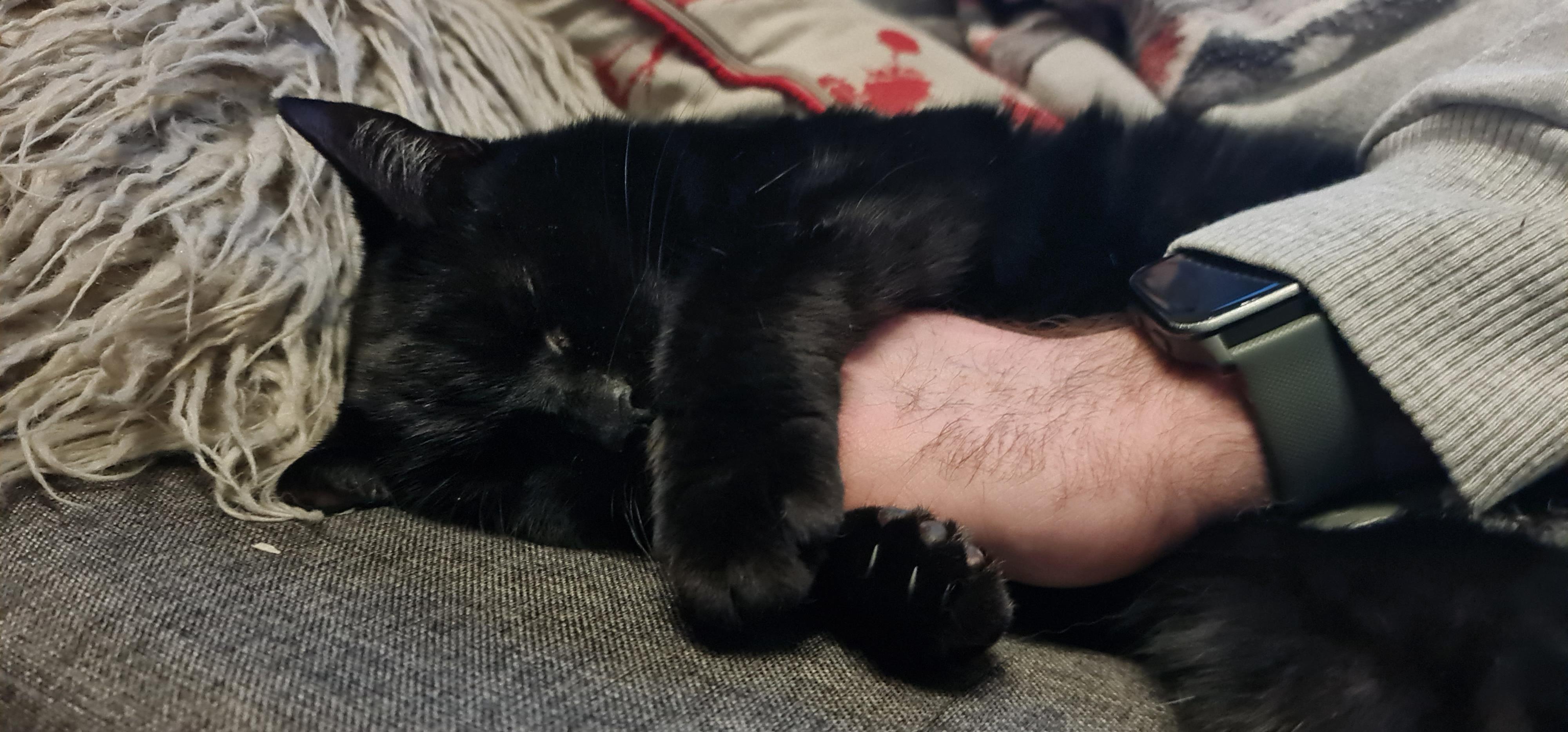 Mams Cat asleep as my Brothers Teddy... | Scrolller