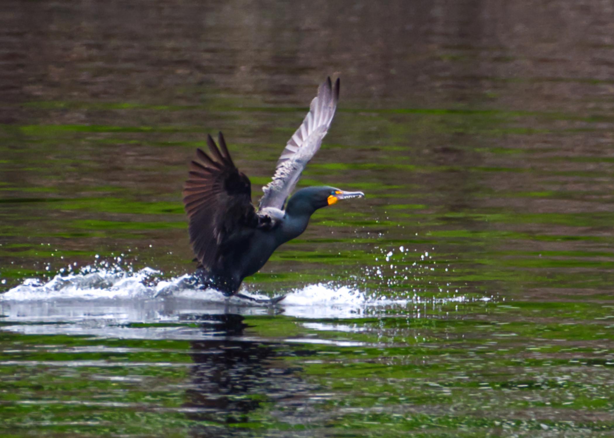 Cormorant on the Lamprey River in New Hampshire | Scrolller