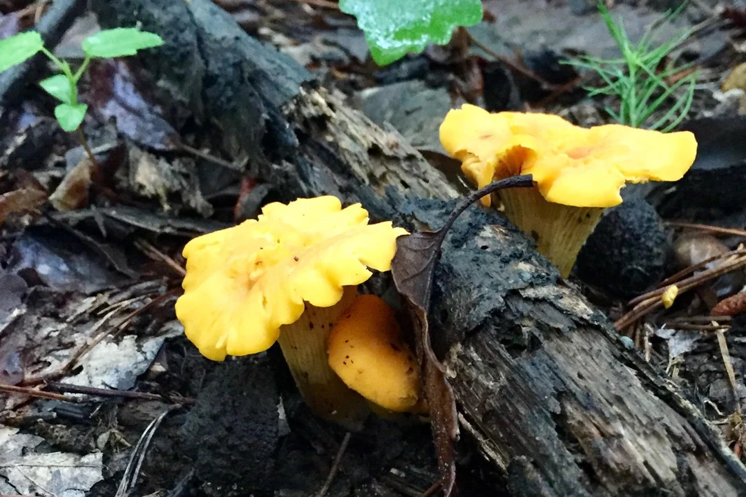 Shrooms on a Log | Scrolller