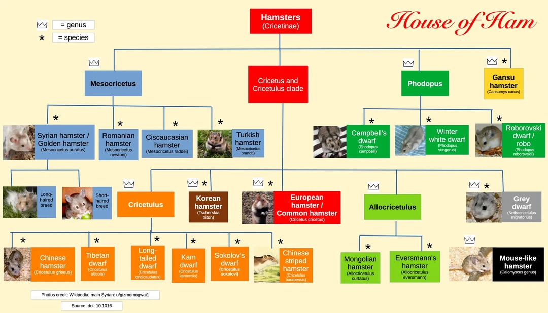 House of Ham: Family tree of hamsters | Scrolller