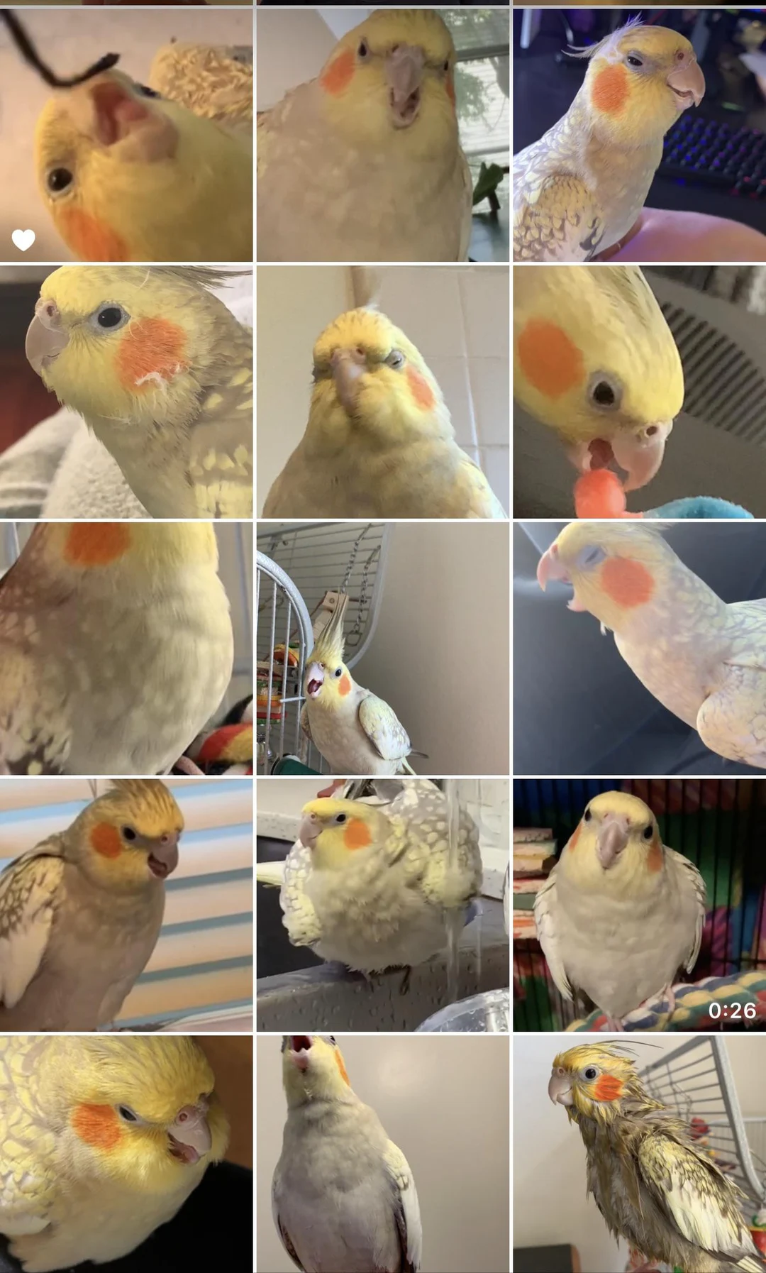 Parrots are very smart and graceful creatures | Scrolller