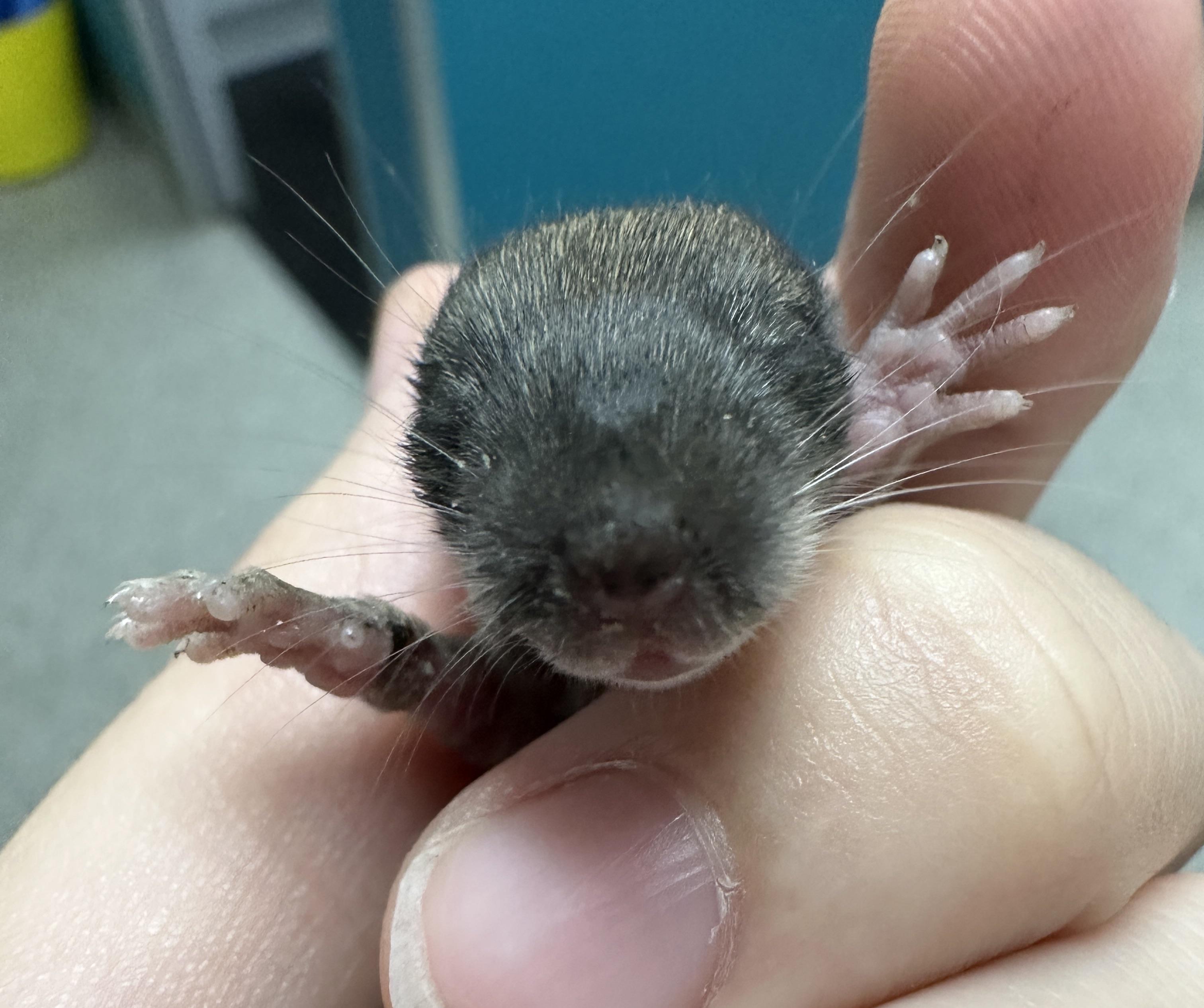 Raising an orphaned ratlett | Scrolller