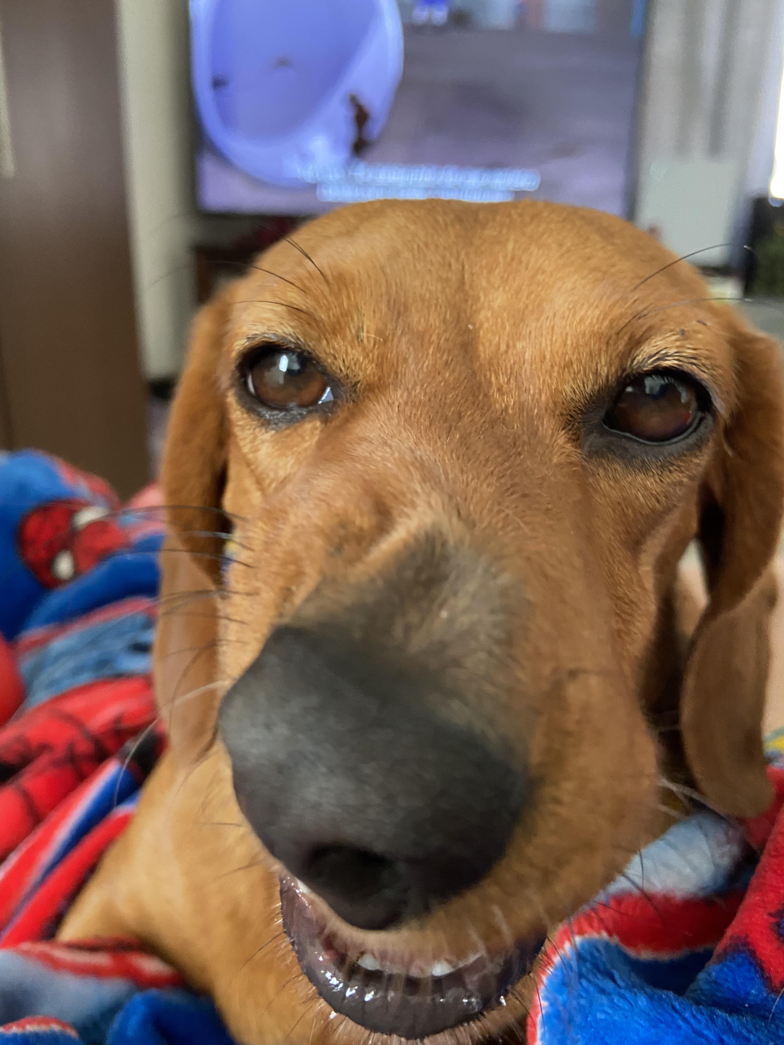 stank face | Scrolller