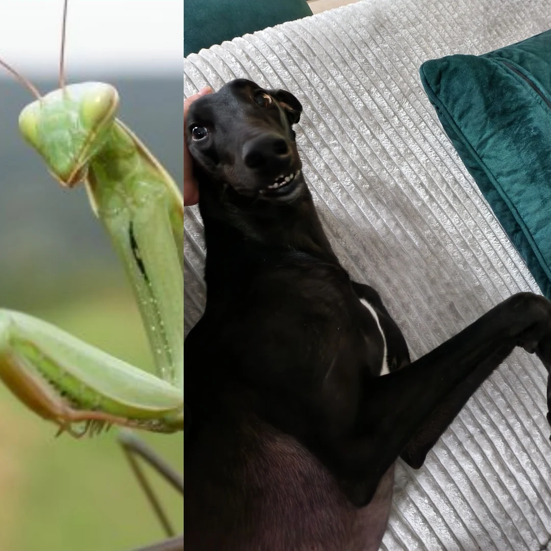 Brother from another mother 🤣 my greyhound - Dr. Strange | Scrolller