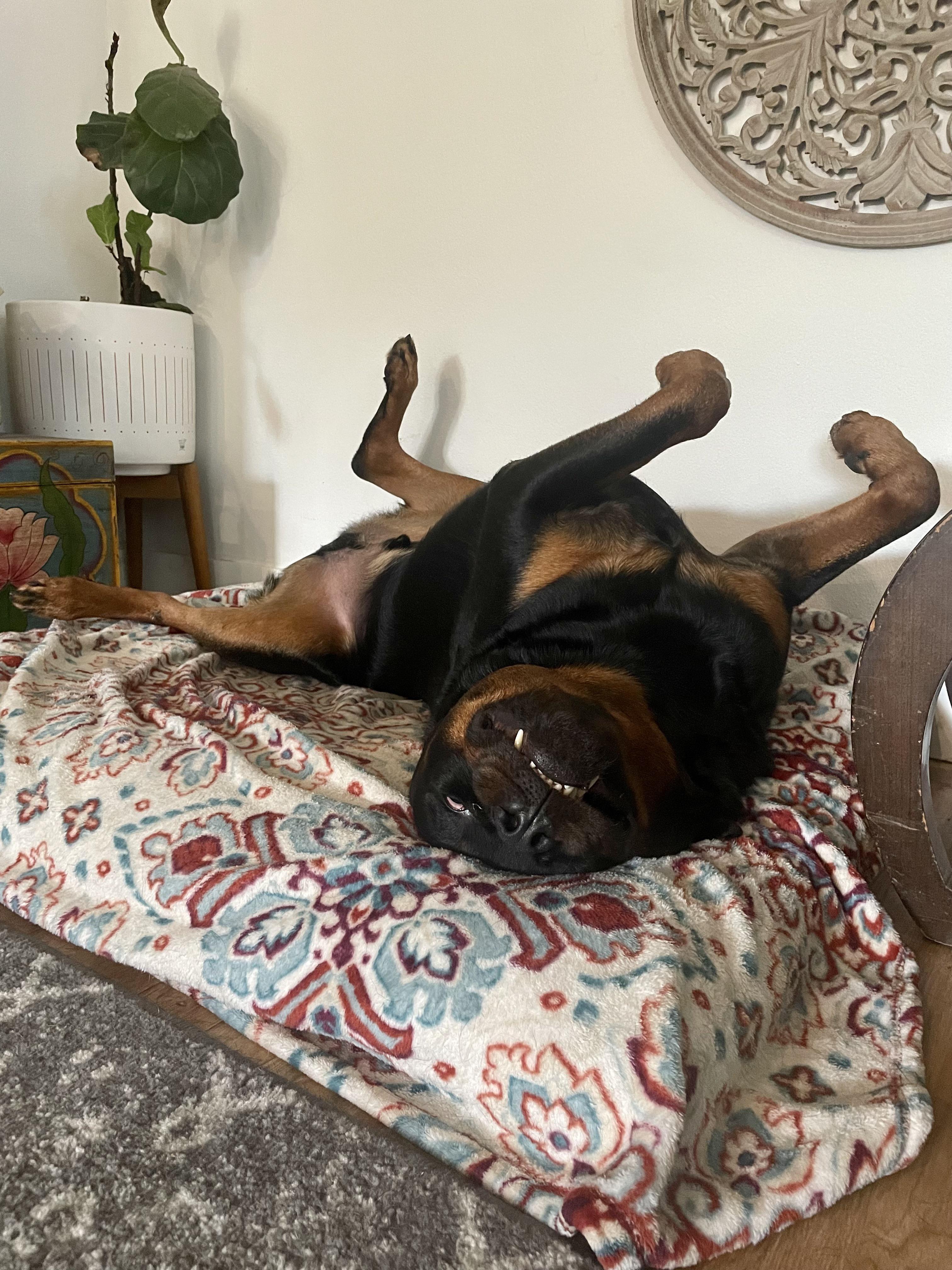 My 4yo Moose | Scrolller