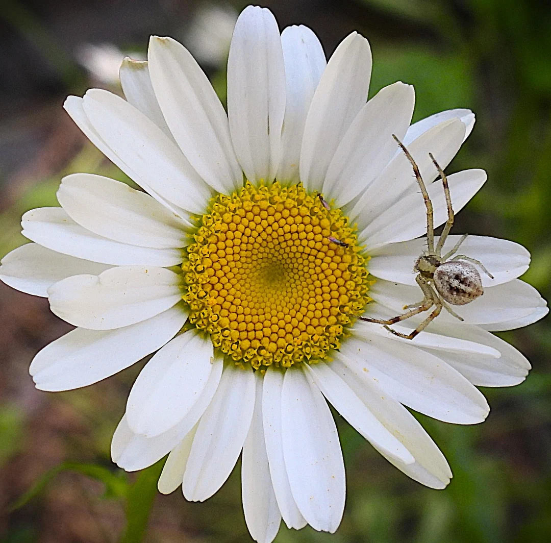 A Flower Crab Spider, on a wild daisy. | Scrolller