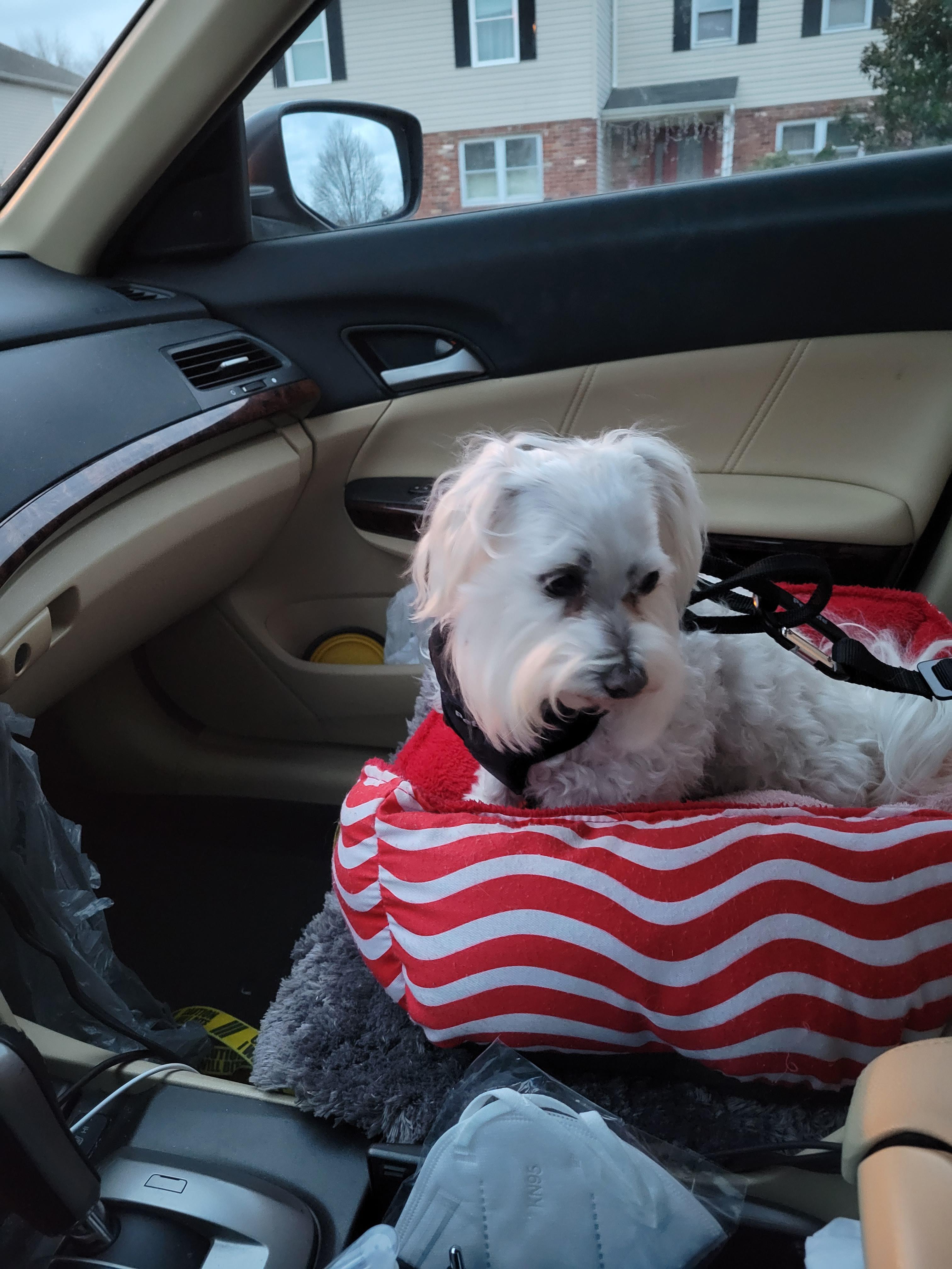 Dog is my copilot | Scrolller