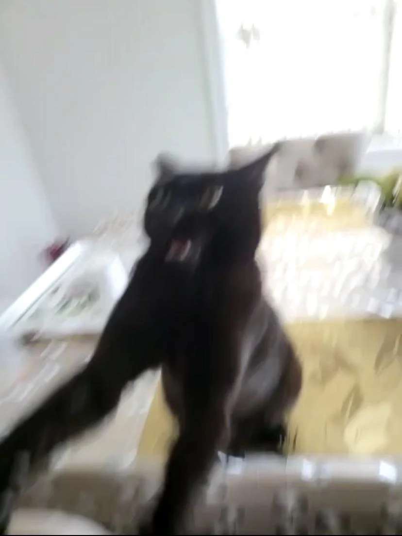 Blurry picture of cats | Scrolller