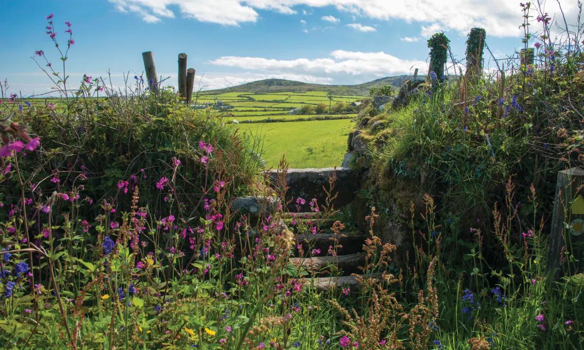 Hedge, Cornwall, England. Some Cornish hedges can be 4000 years old making them among the oldest ...