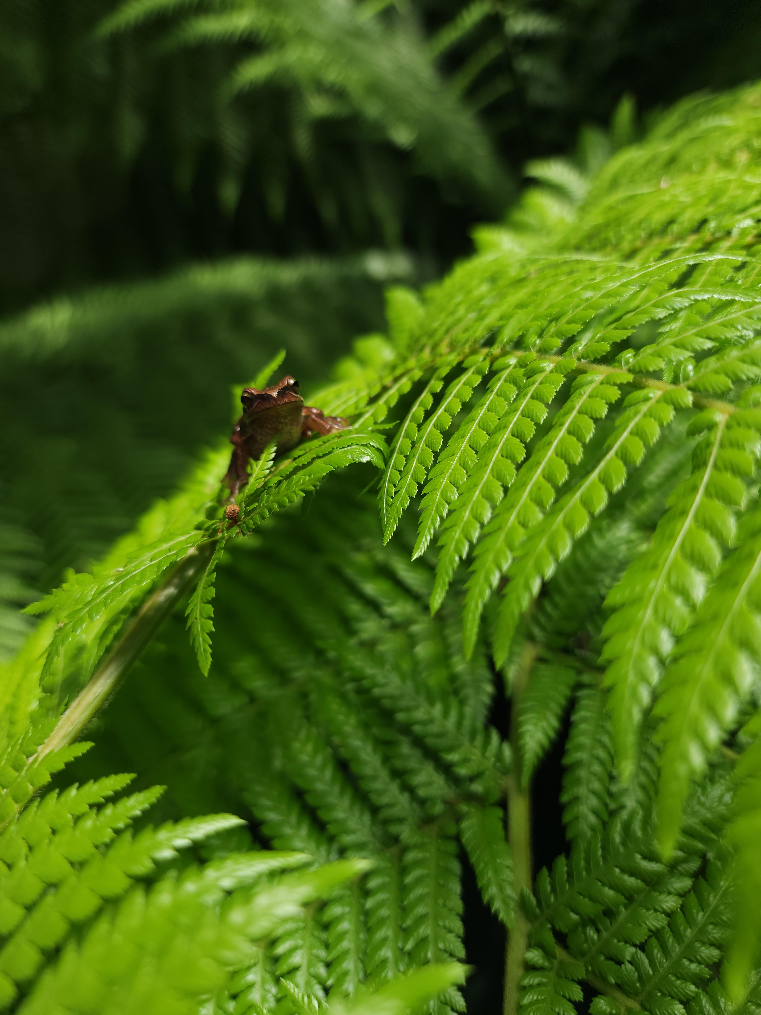 Little frog on a tree fern in Victoria, Aus. | Scrolller