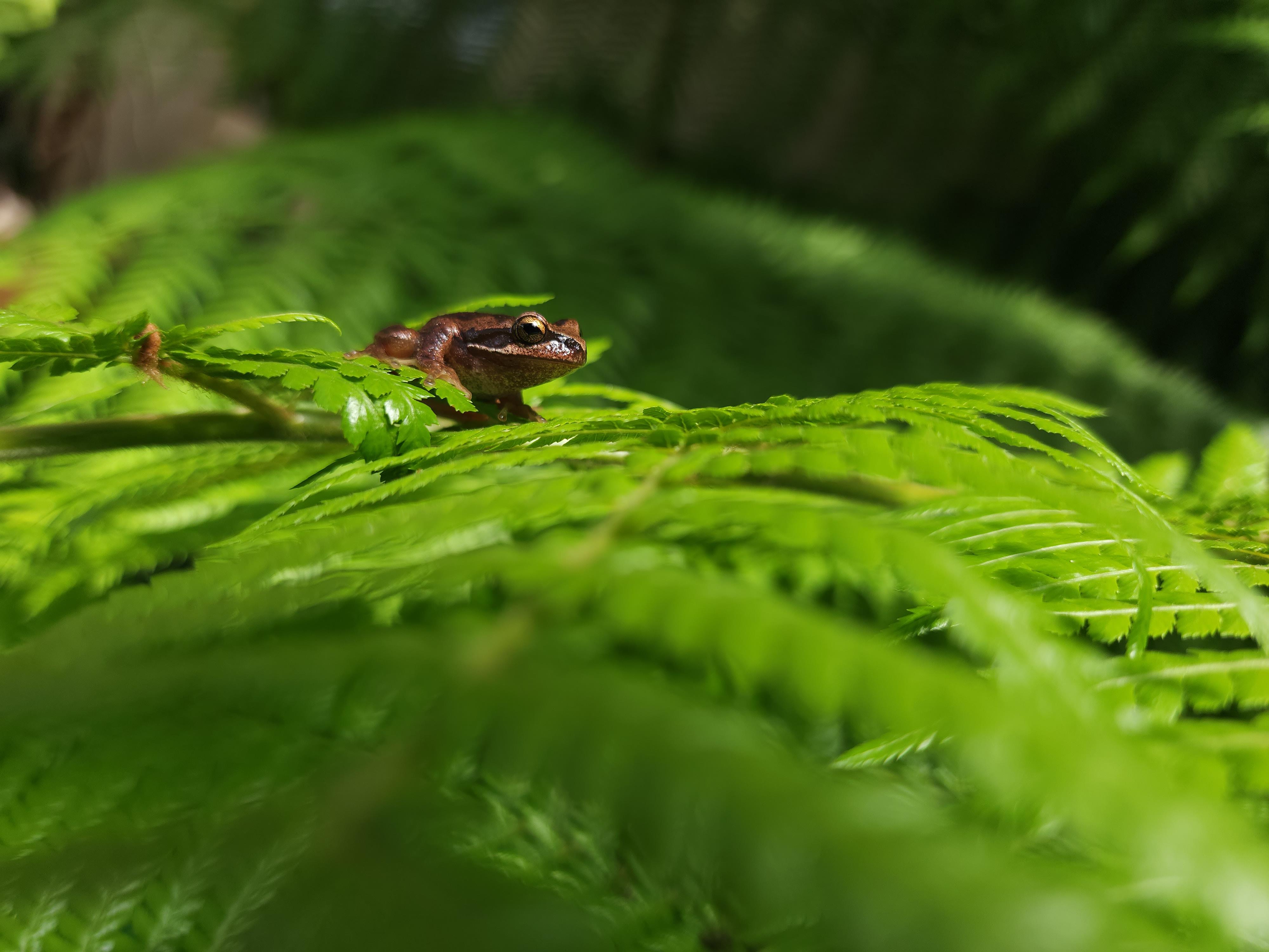 Little frog on a tree fern in Victoria, Aus. | Scrolller
