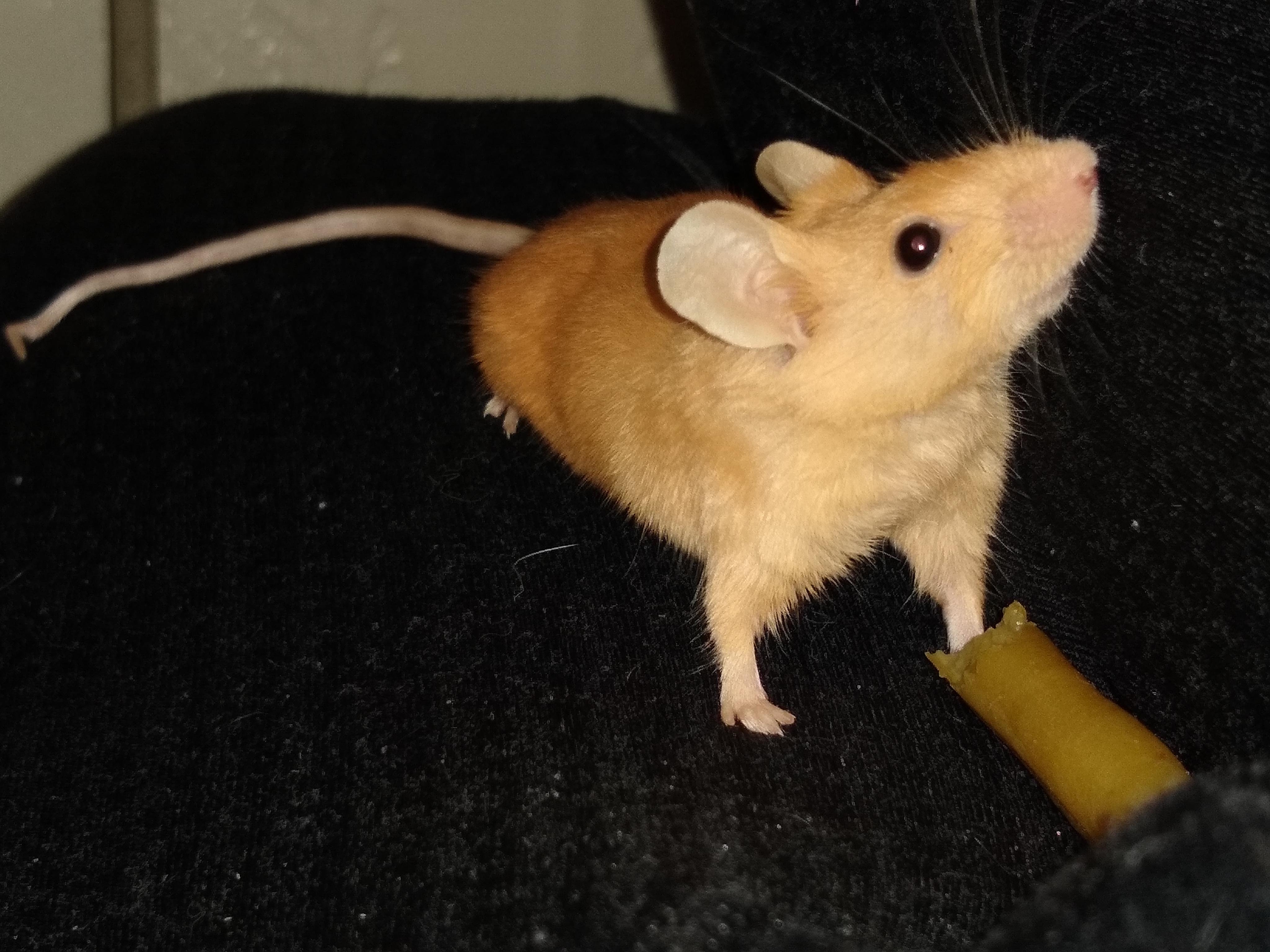 Caught this bean eating another bean | Scrolller