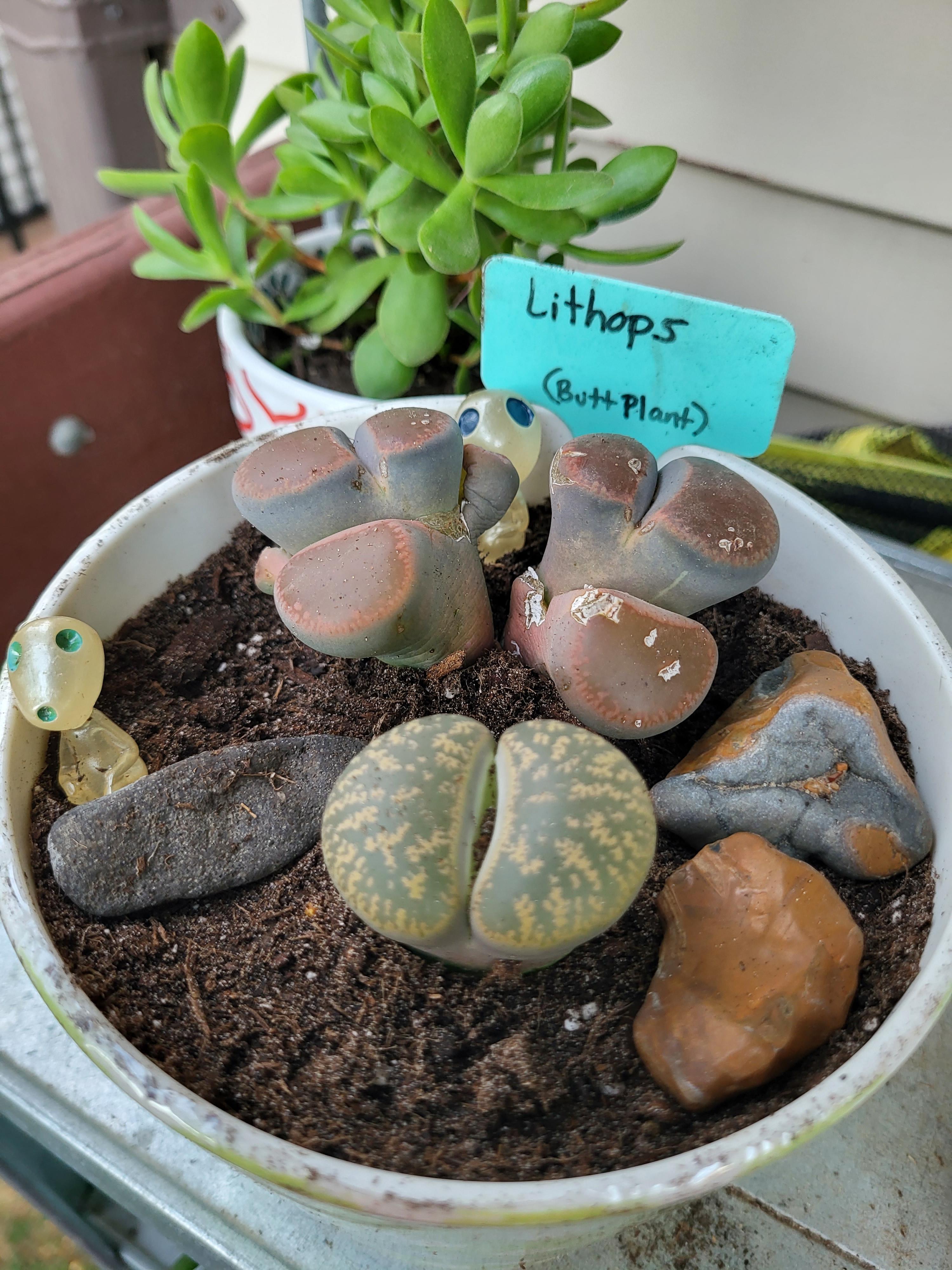 Why Won't My Lithops Bloom? | Scrolller