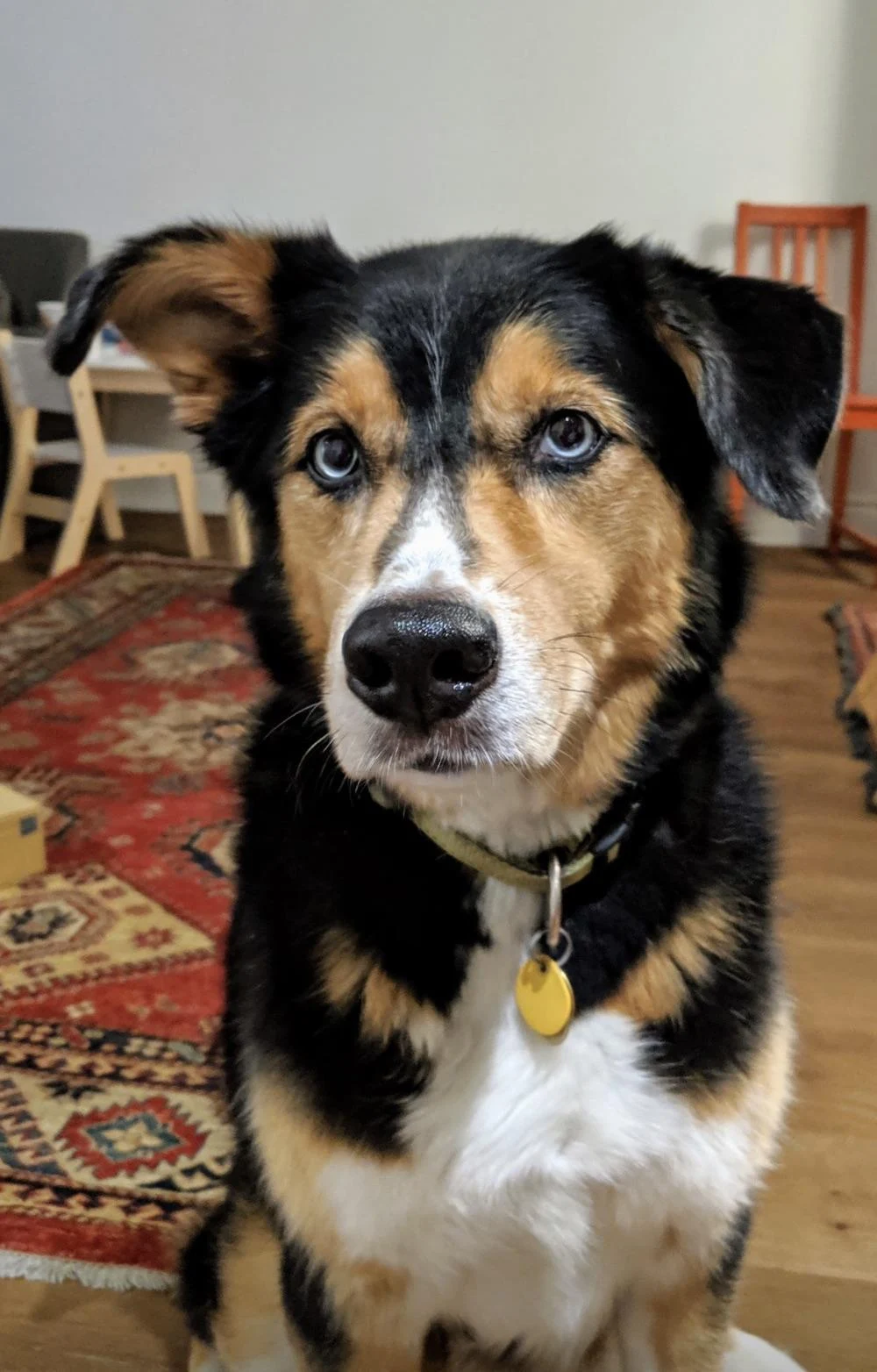 First holiday without my soul pup | Scrolller