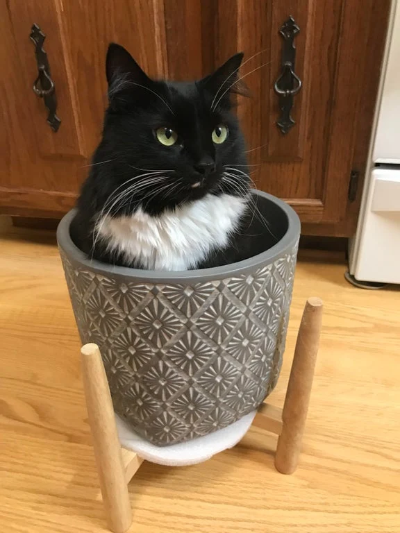 Cat liked new pot | Scrolller