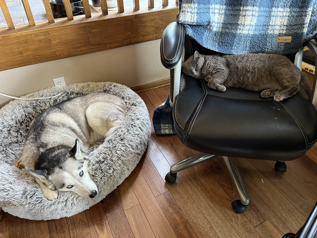 My “work from home” staff today. | Scrolller