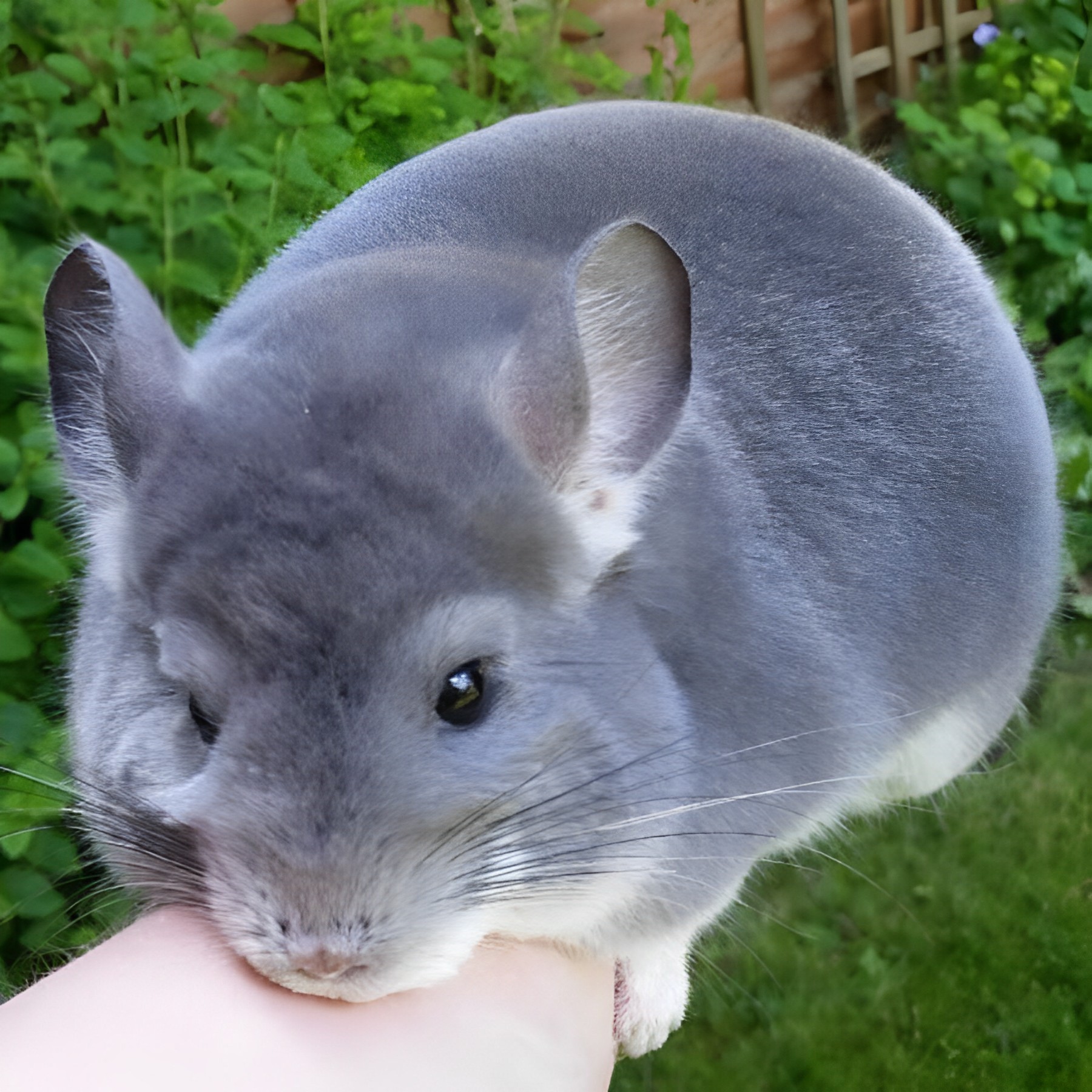 Chubby chinchilla | Scrolller