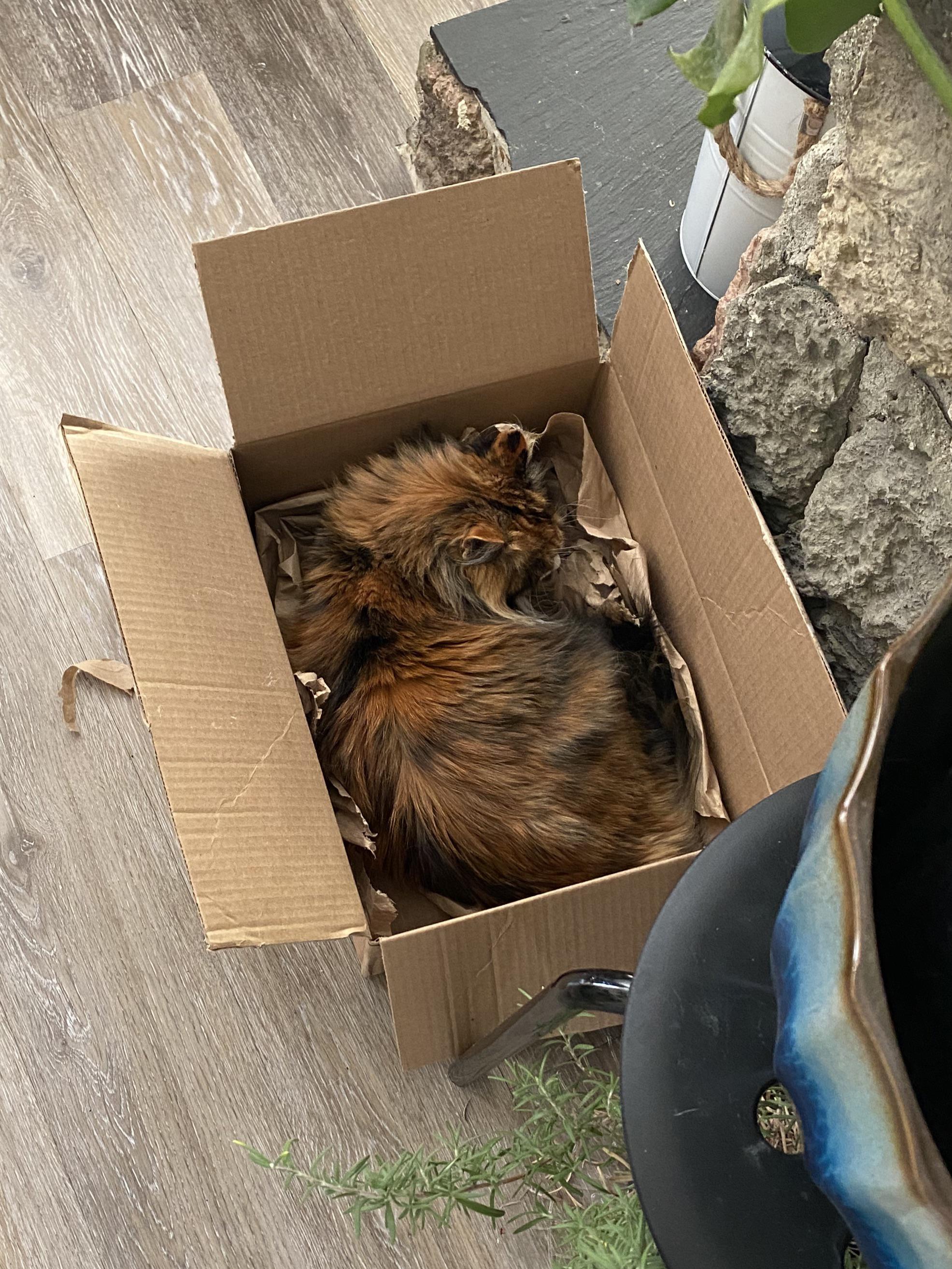 Discover more like TheCatTrapIsWorking: Her favourite box. She loves to ...