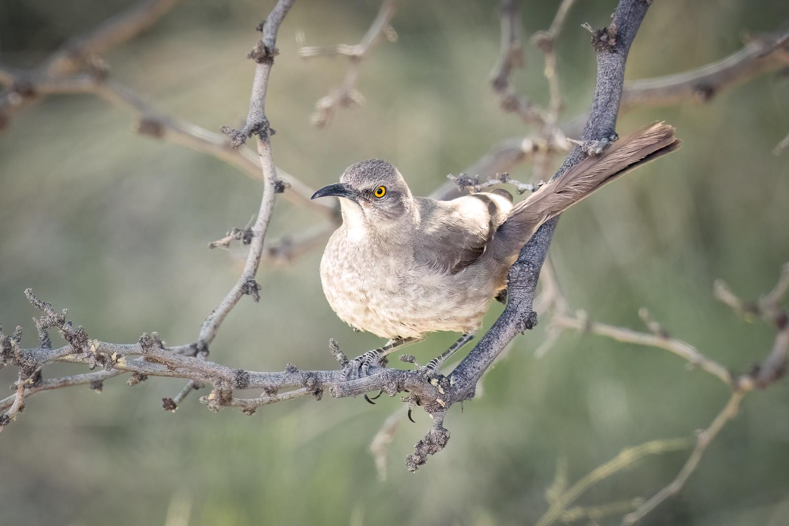 long billed thrasher i saw in el paso | Scrolller