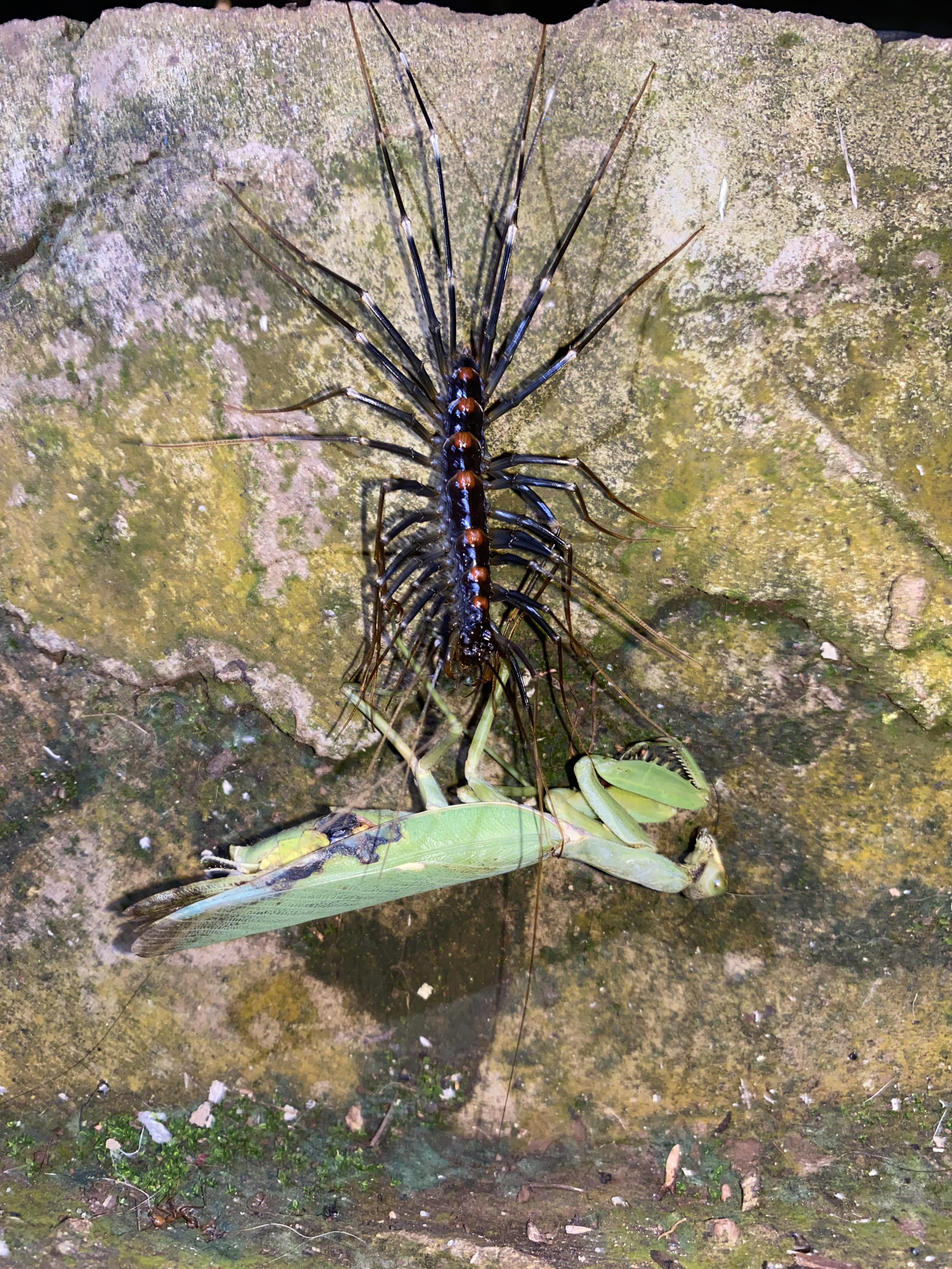 Long leg centipede | Scrolller