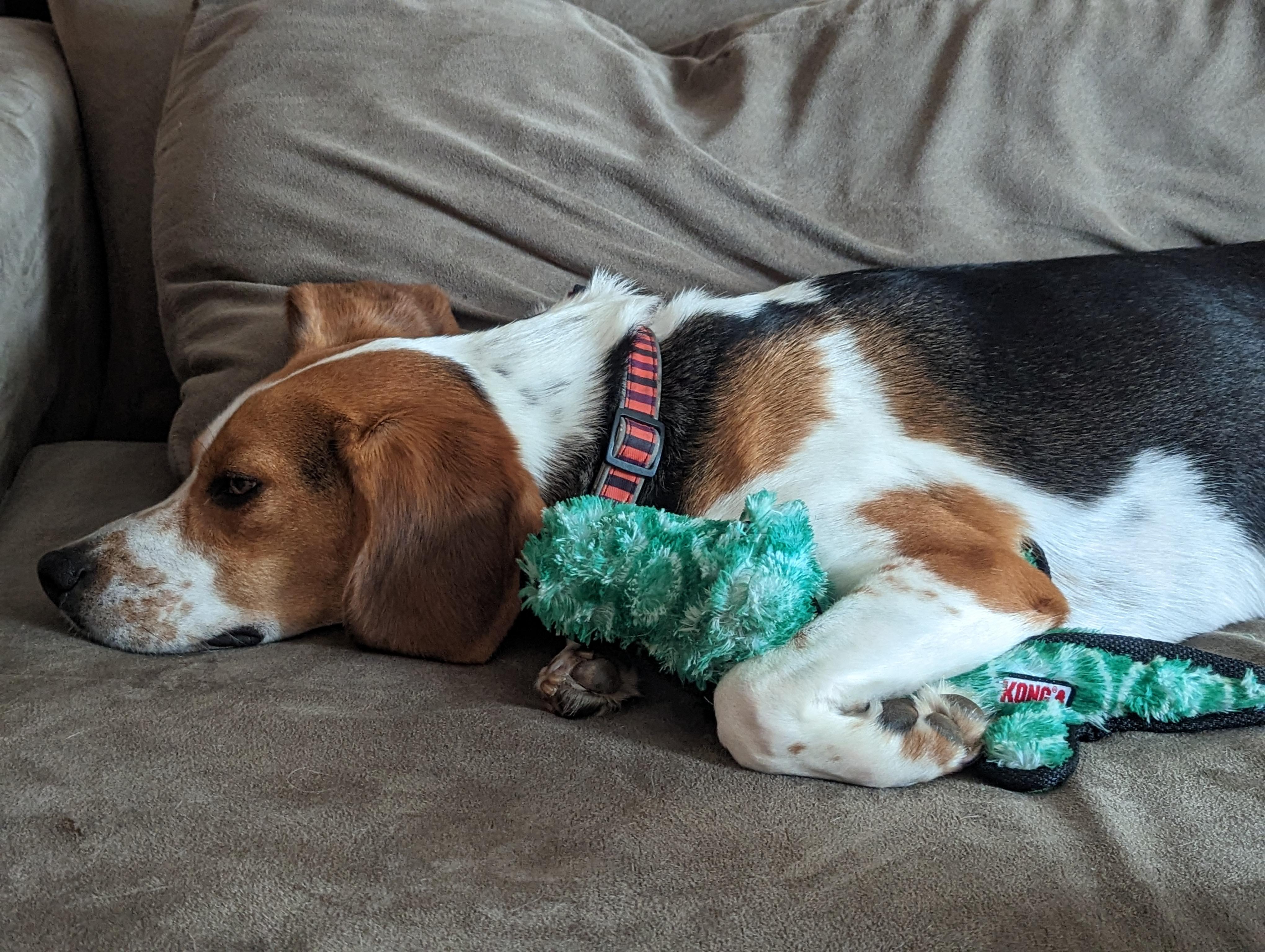 My dog cuddling with his stuffed alligator :) | Scrolller