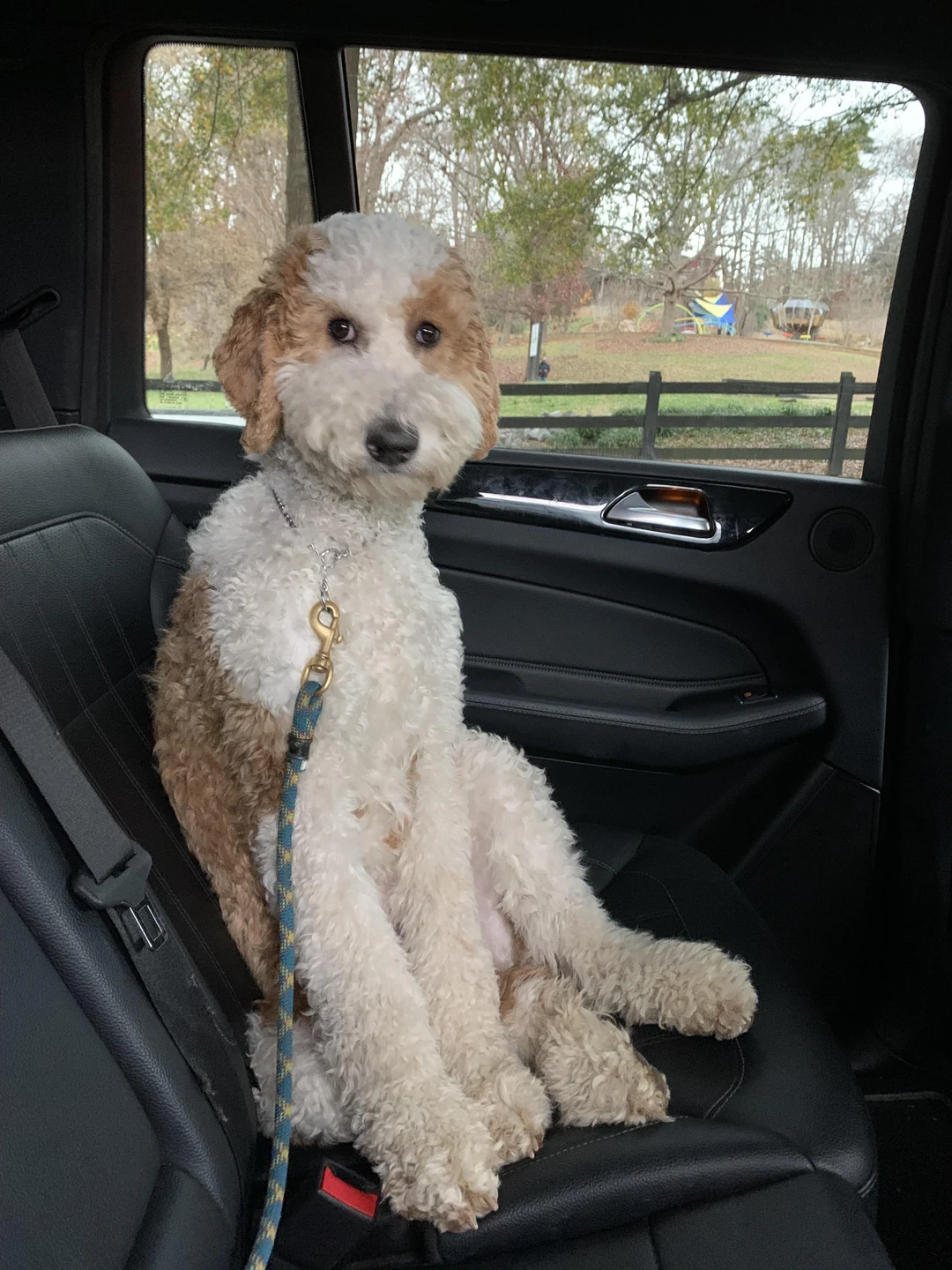 She sits very politely in the car seat | Scrolller