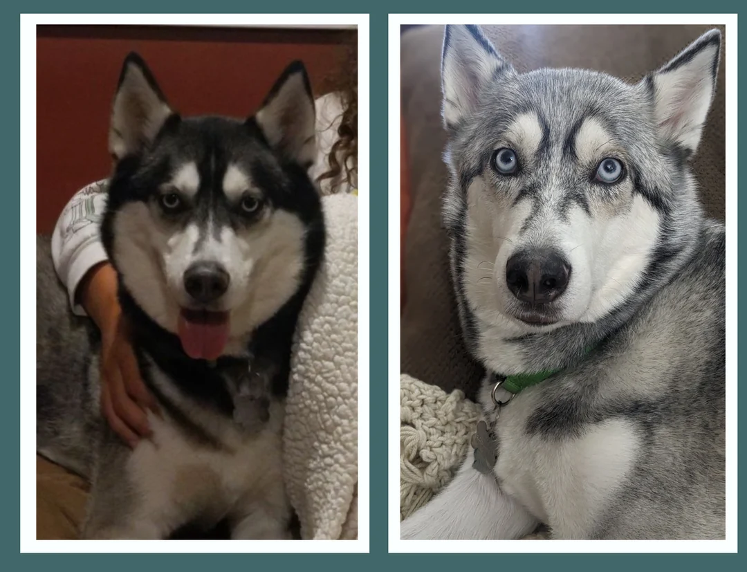 Siberian Husky Changing Colors | Scrolller