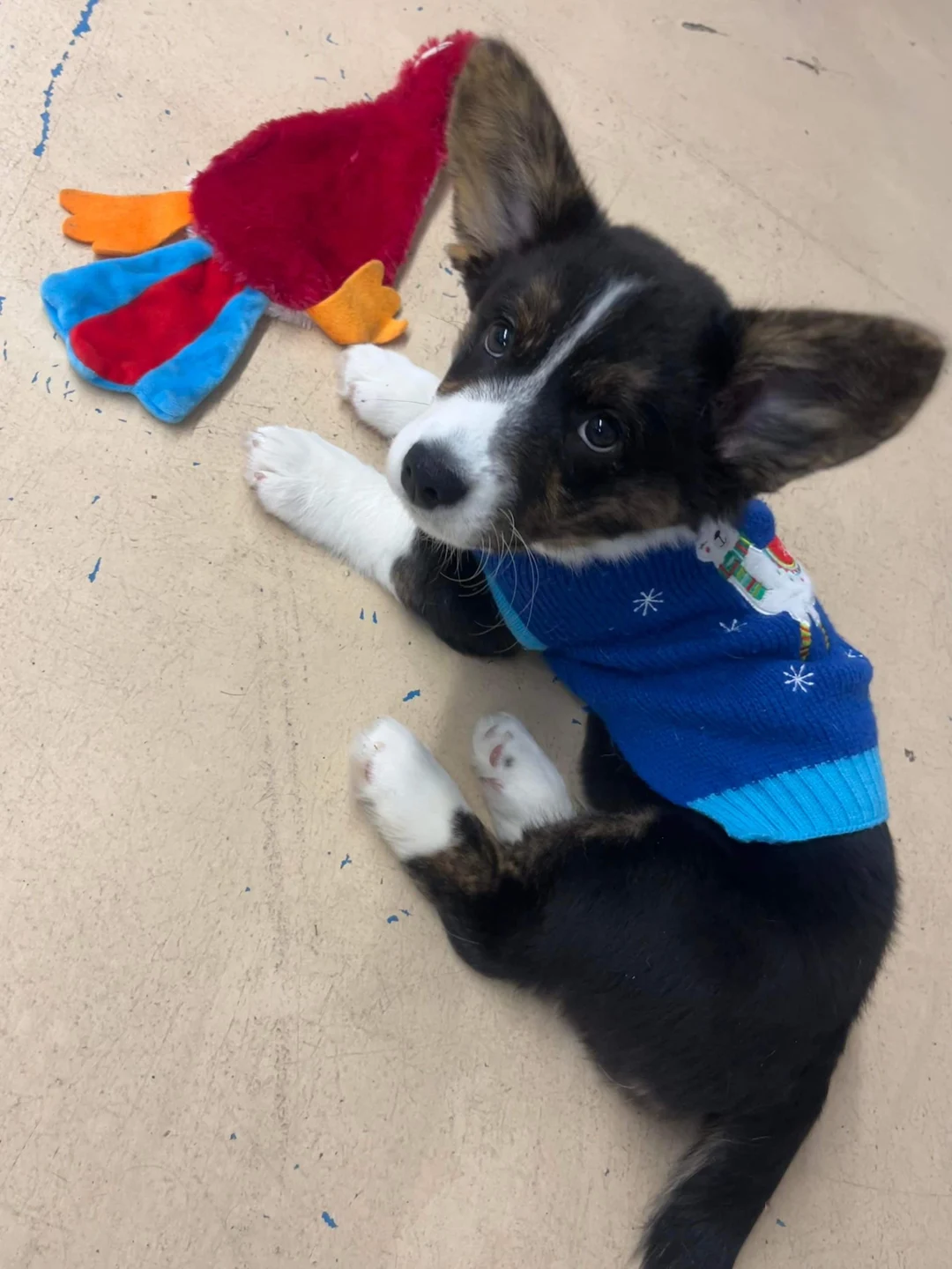 Mars is loving his new home. Just got this updated pic | Scrolller