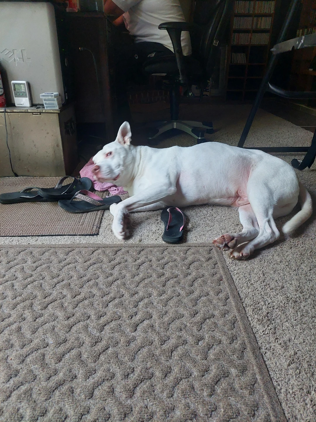 Caught napping while he's supposed to be guarding the flip flops. | Scrolller