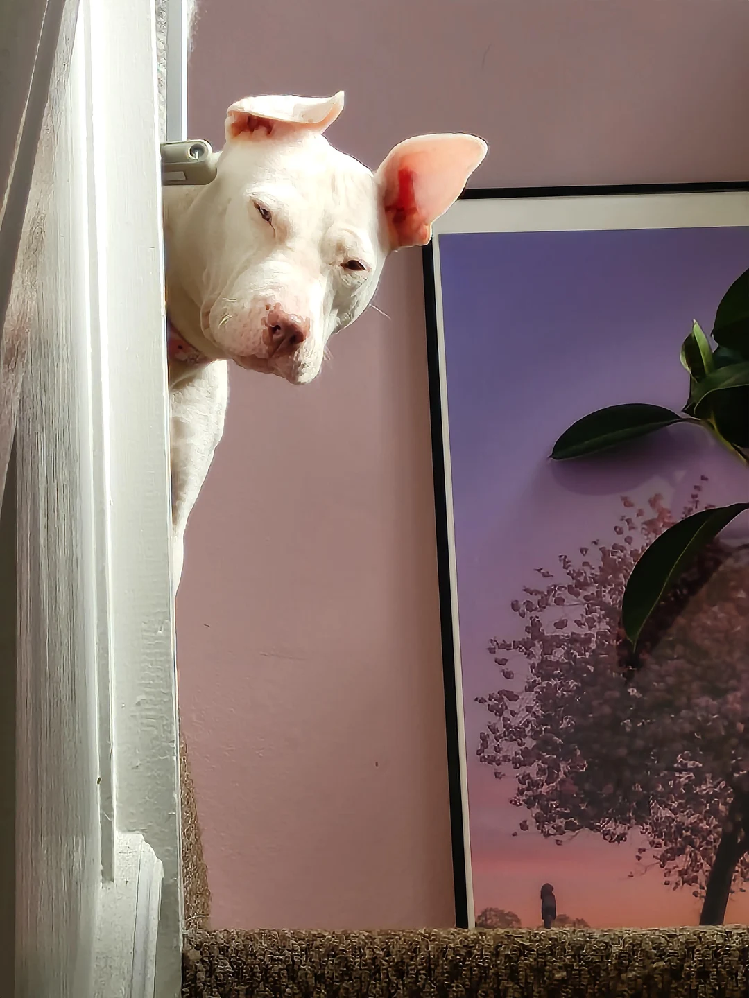 Dolly is suspicious | Scrolller