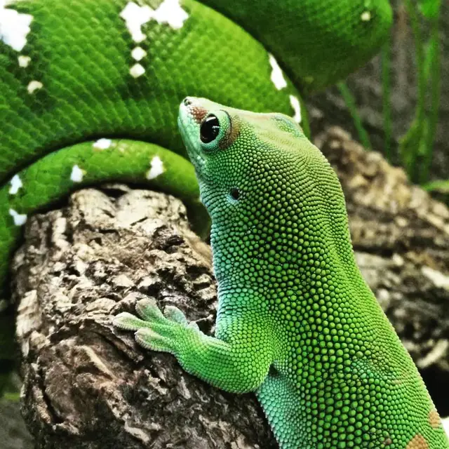 A Madagascar Day Gecko | Scrolller