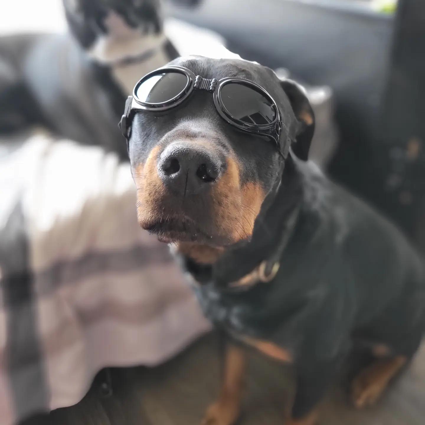 Rex looking cool | Scrolller