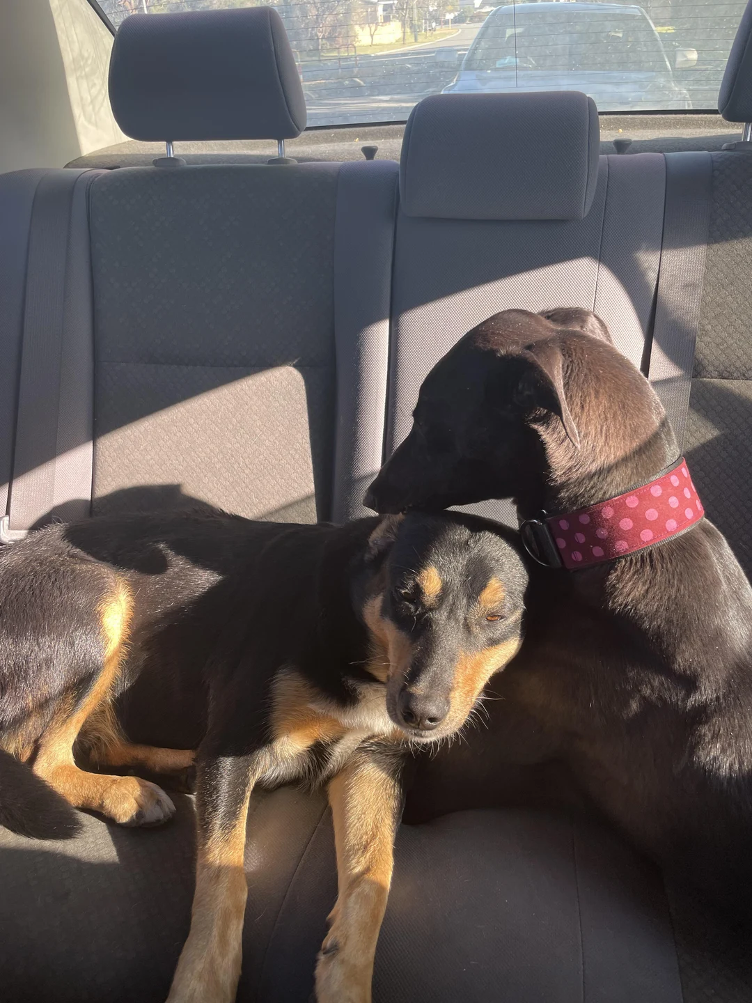 My greyhound (Catch) and kelpie are best friends now! | Scrolller