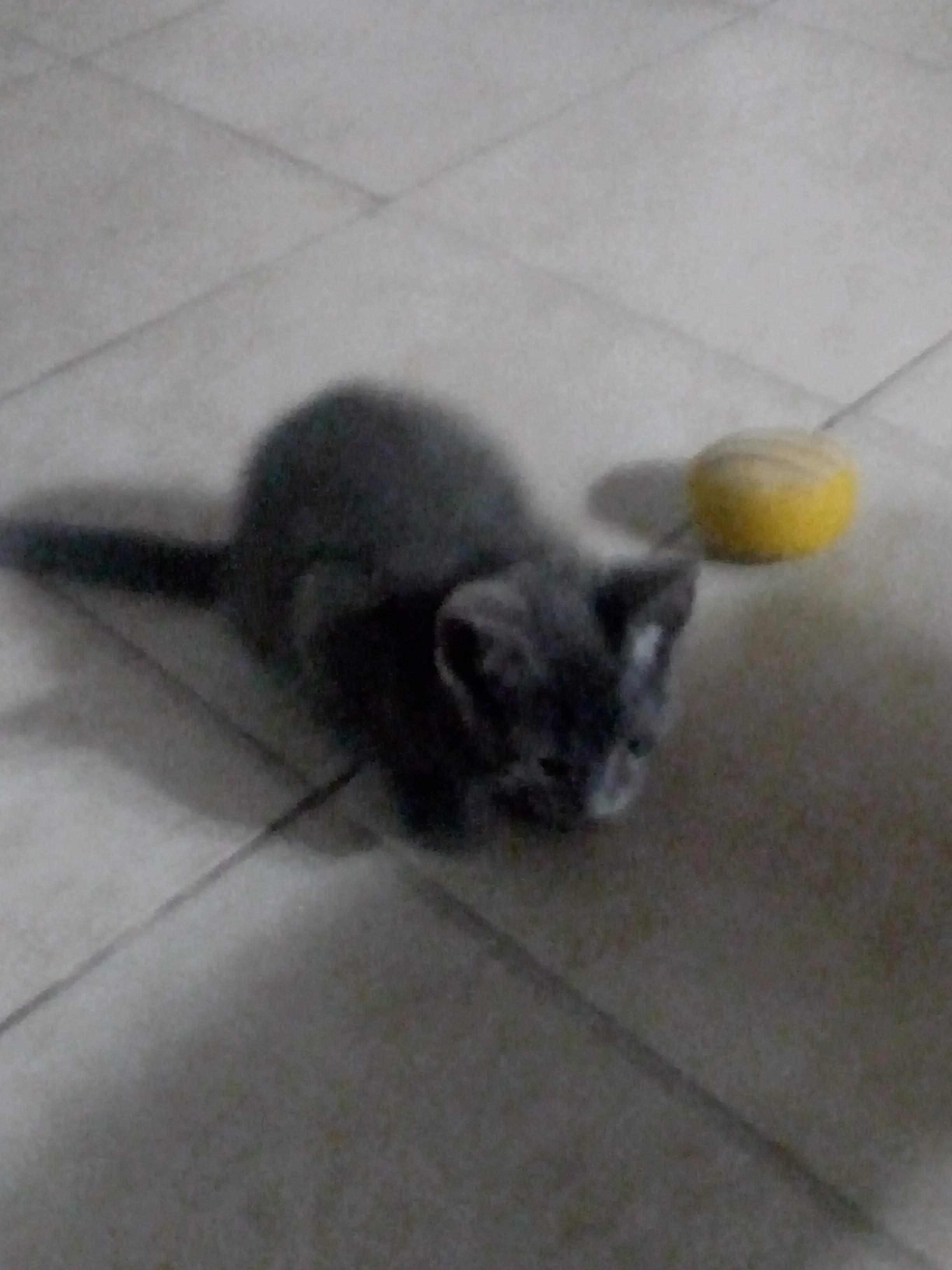 small loaf, not perfect but he's learning | Scrolller