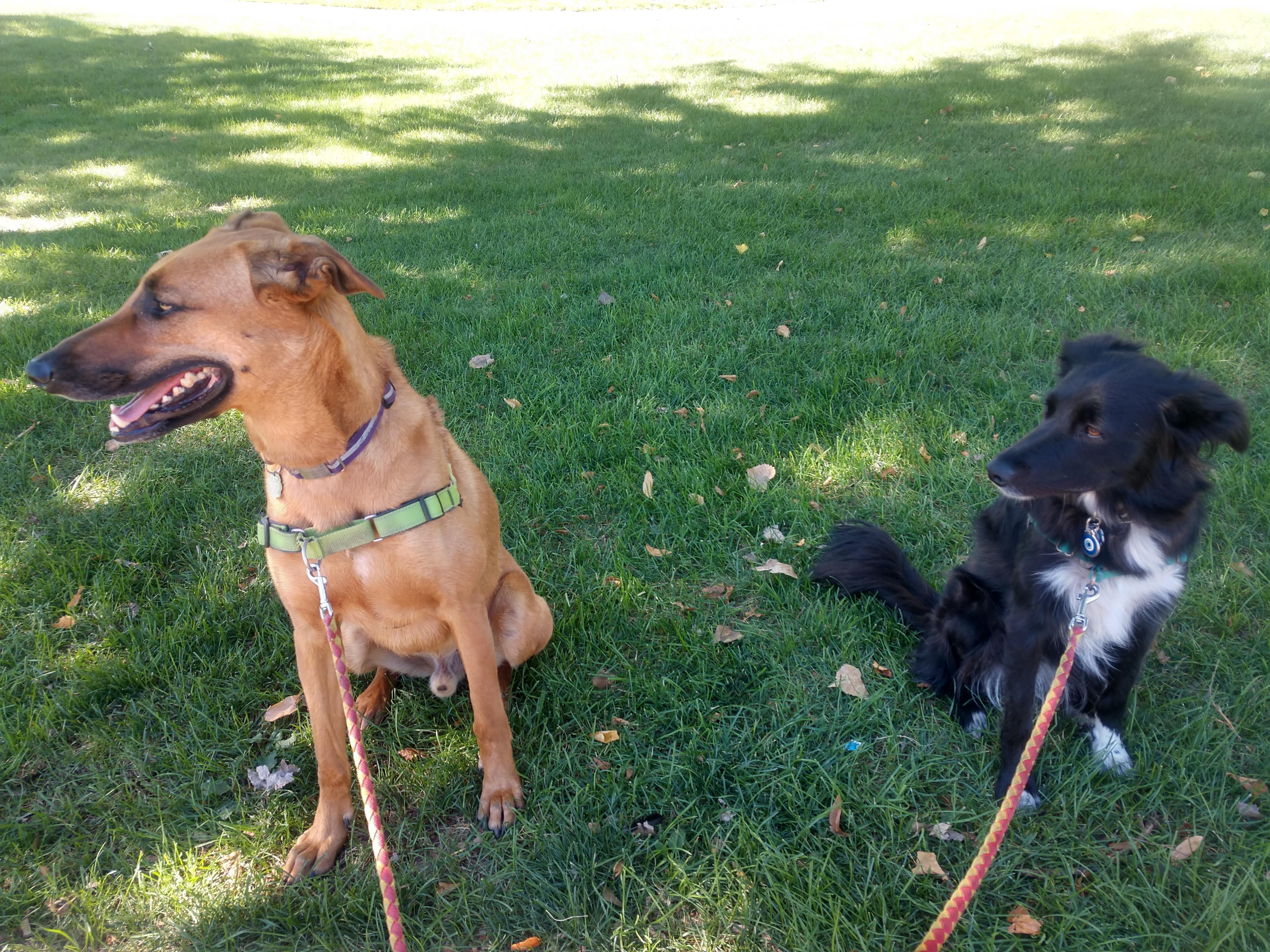 10 miles down, belgian malinois and border collie mixes make great running partners! | Scrolller