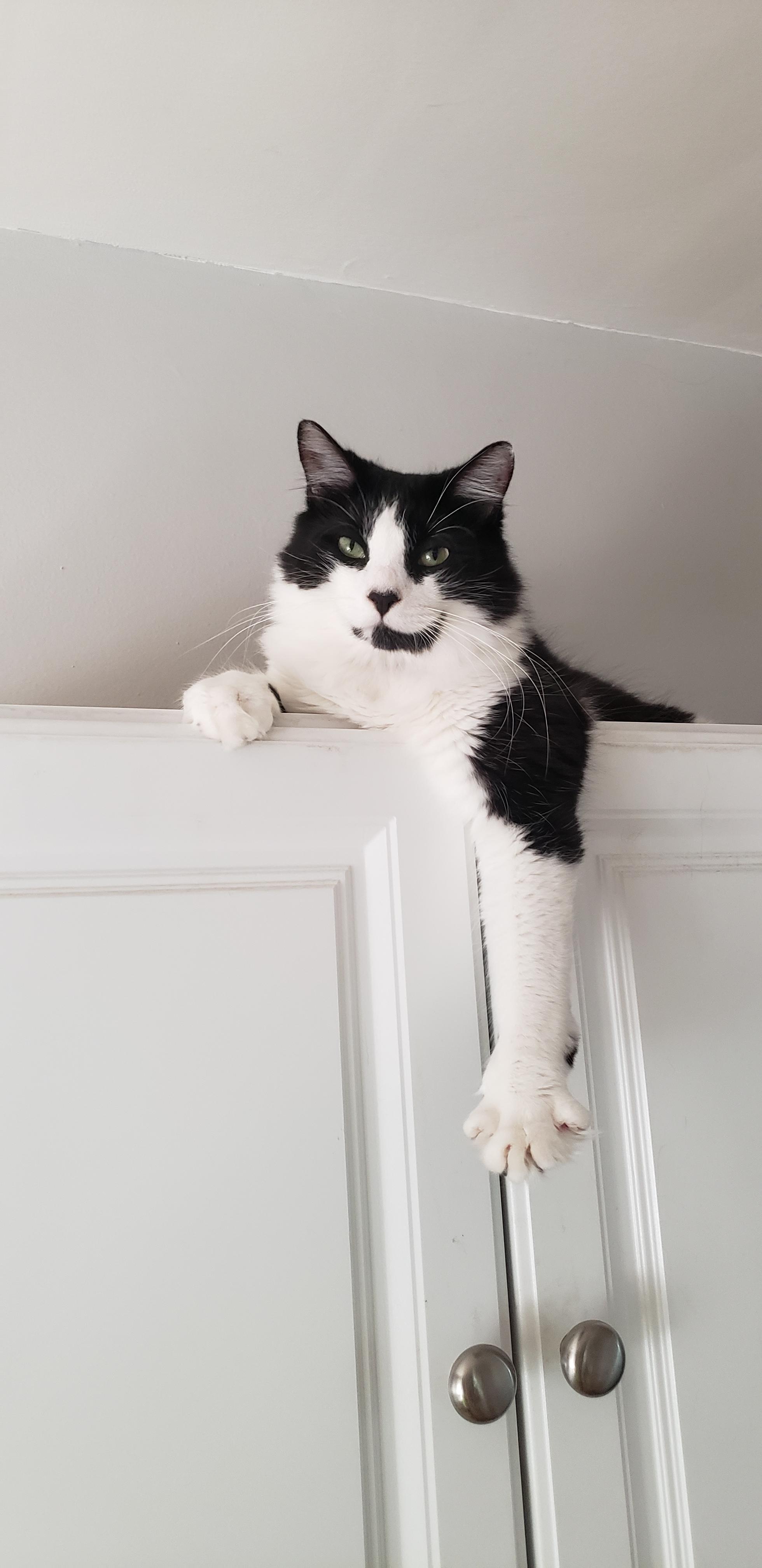 [OC] Hangin five | Scrolller