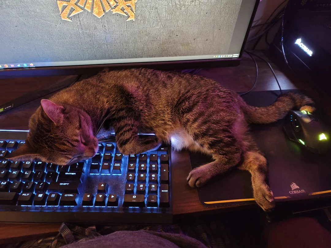 Wanted to use my PC. Peanut had other plans. | Scrolller