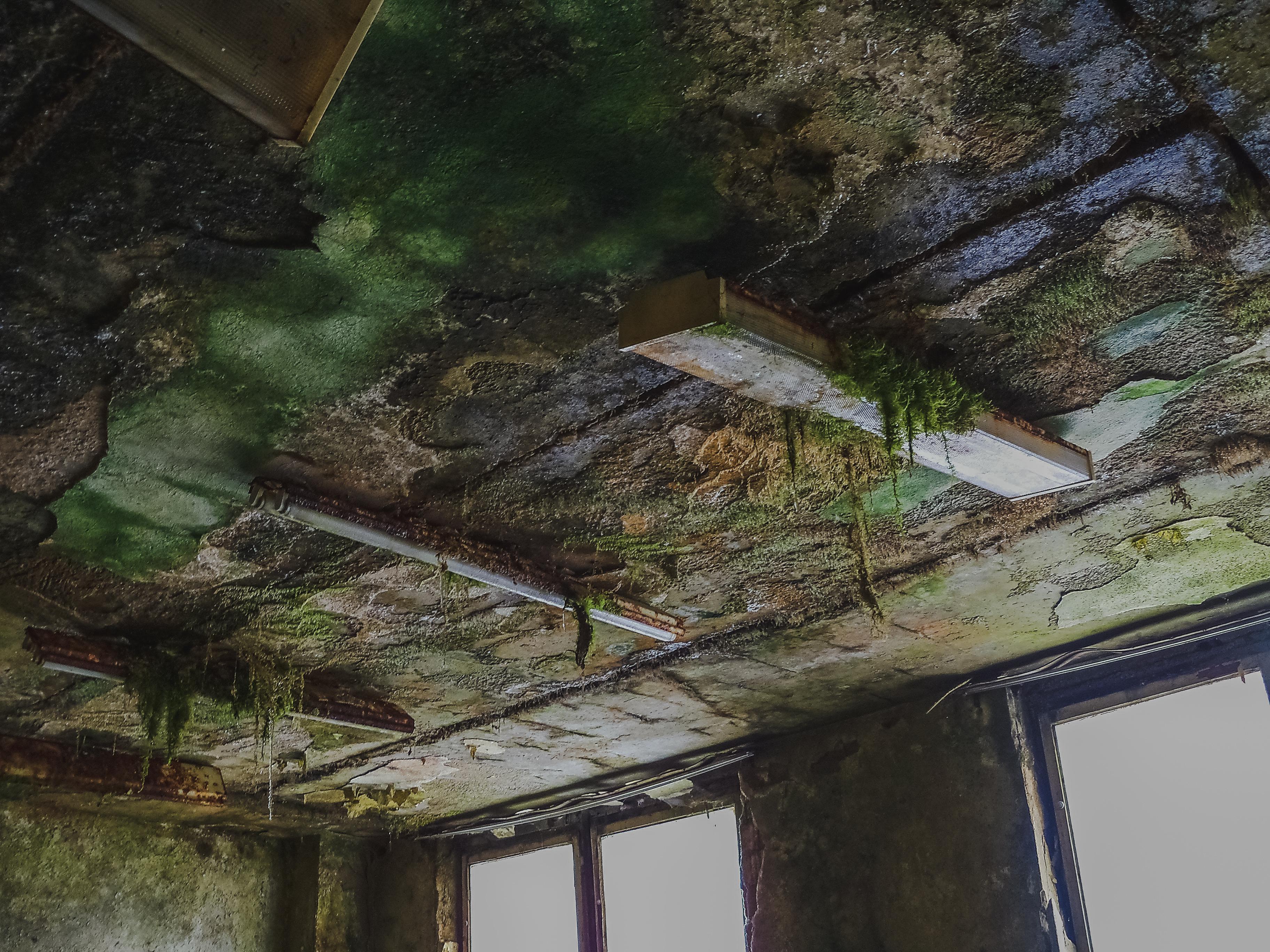 Moldy room | Scrolller