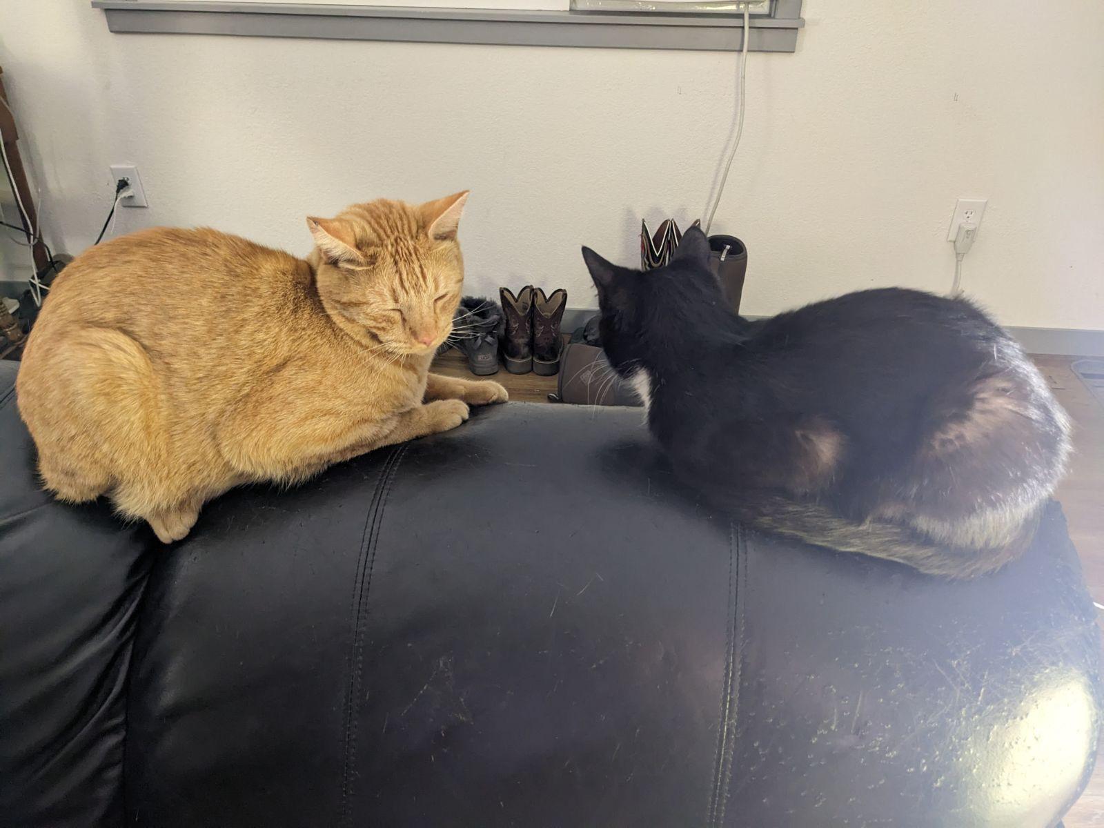 Discover more like Catloaf: Double loaf and Related Content | Scrolller