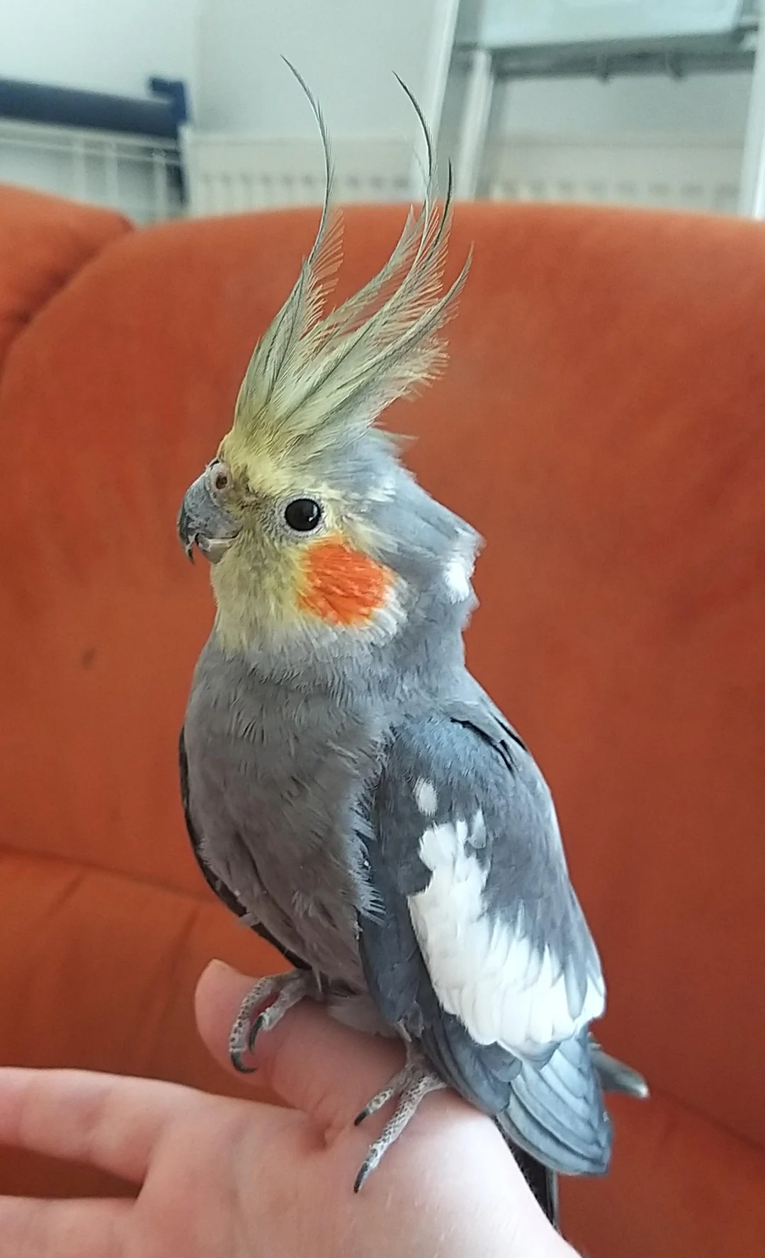 Behold! His majesty's huge crest! ♡ | Scrolller