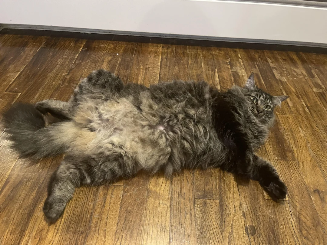 My Floof over here trying to promote his OF page | Scrolller