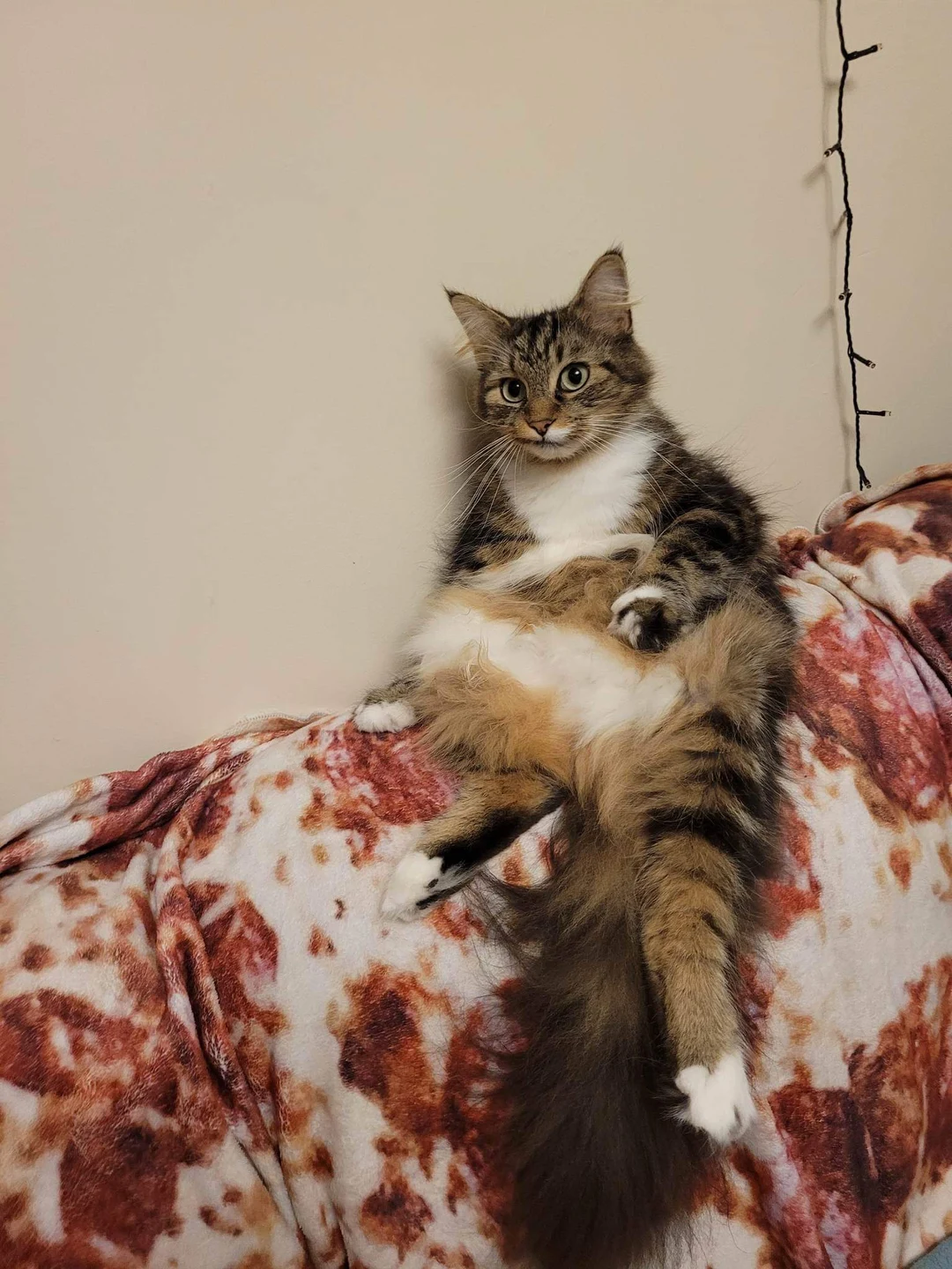 Eris does a sit | Scrolller